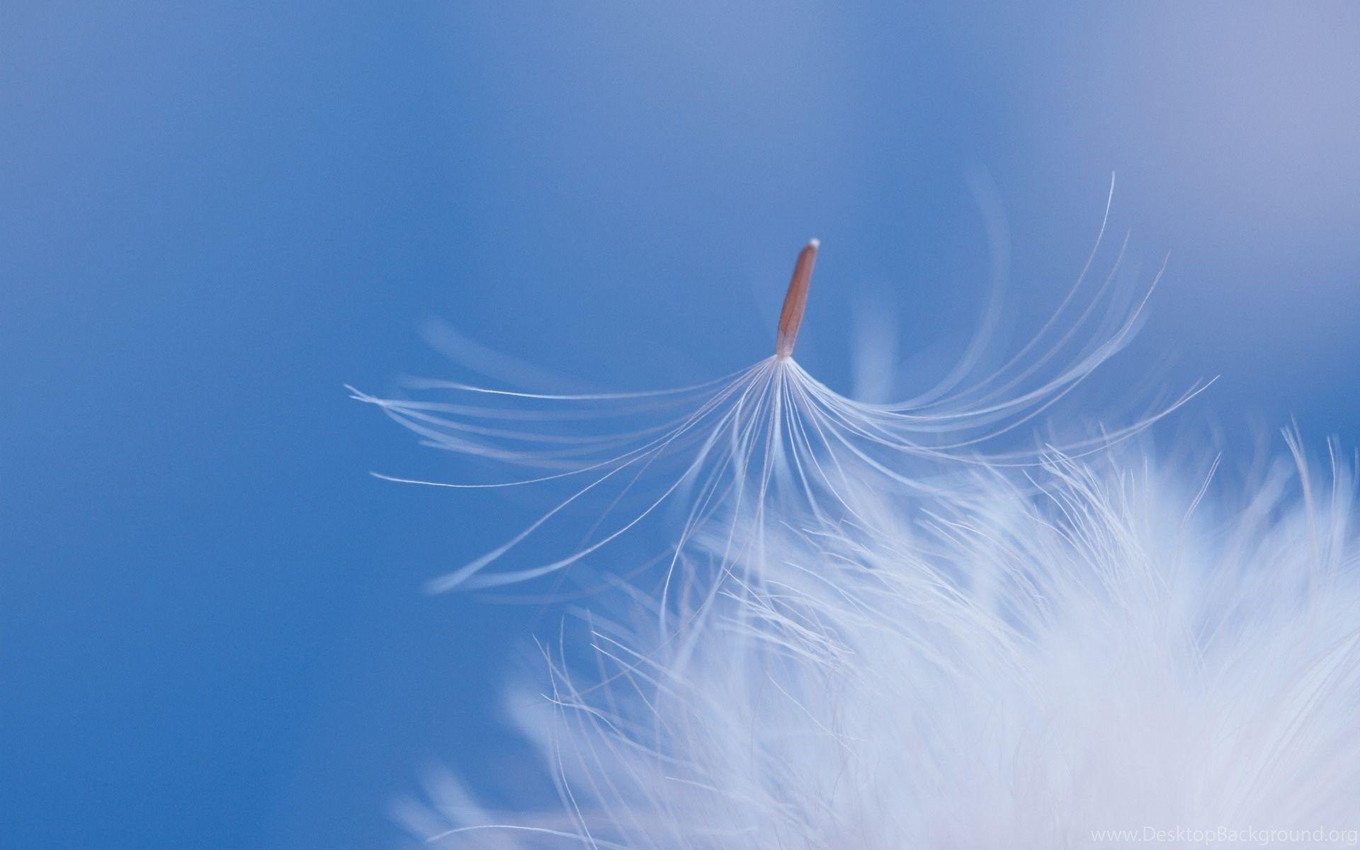 Feathers Desktop Wallpapers - Top Free Feathers Desktop Backgrounds ...