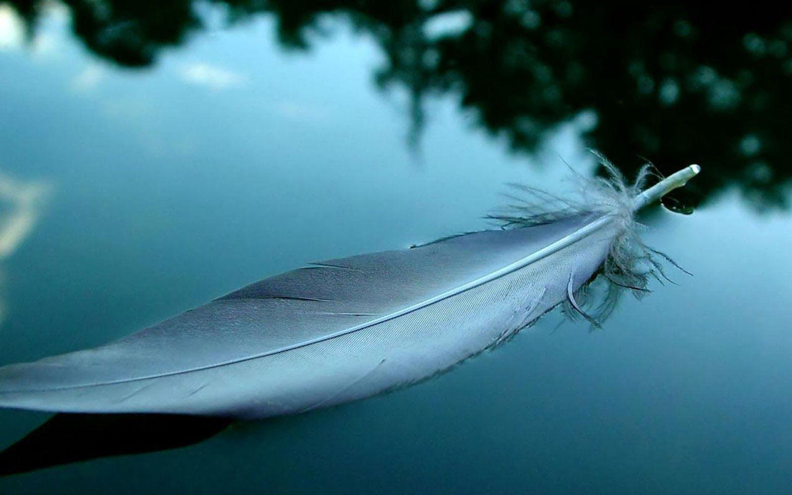 Feathers Desktop Wallpapers - Top Free Feathers Desktop Backgrounds ...