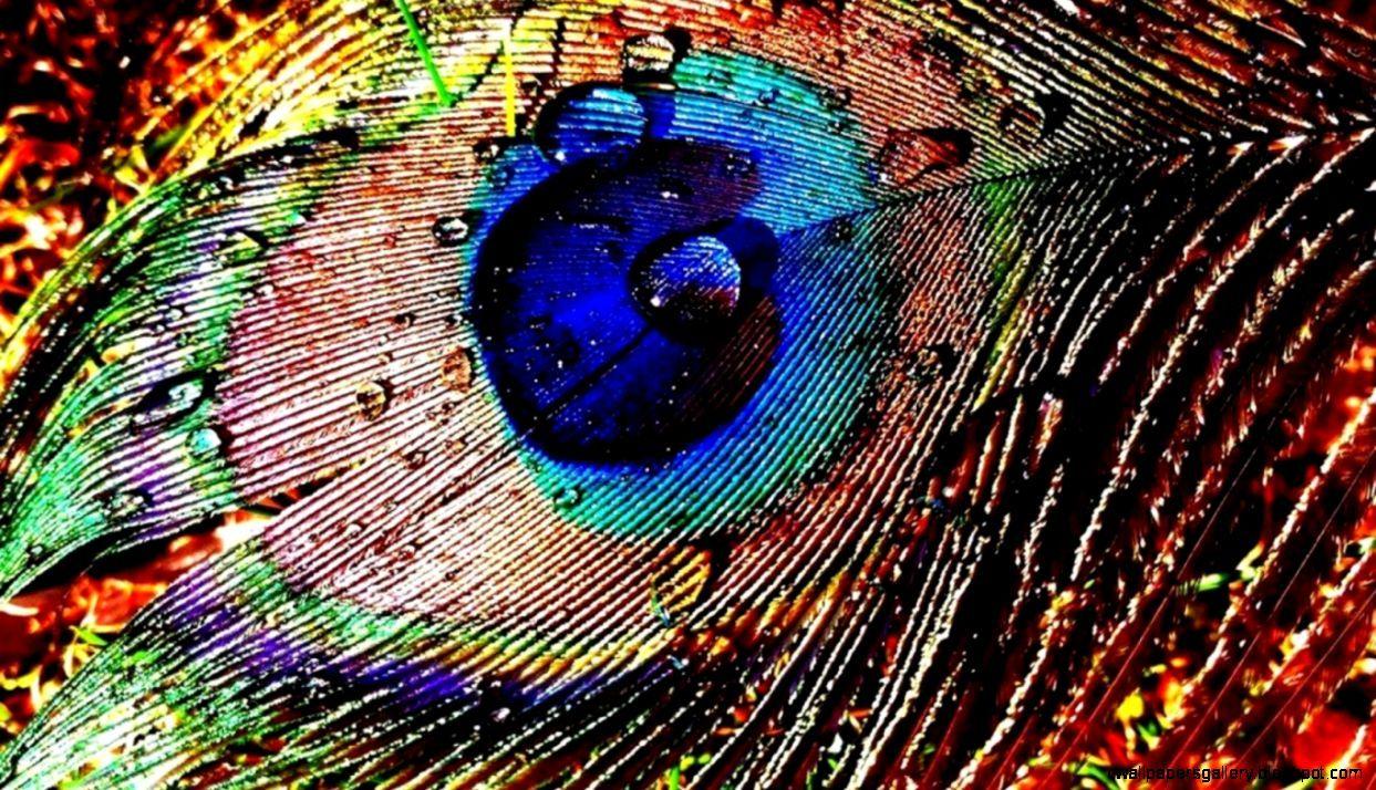 Feathers Desktop Wallpapers - Top Free Feathers Desktop Backgrounds ...