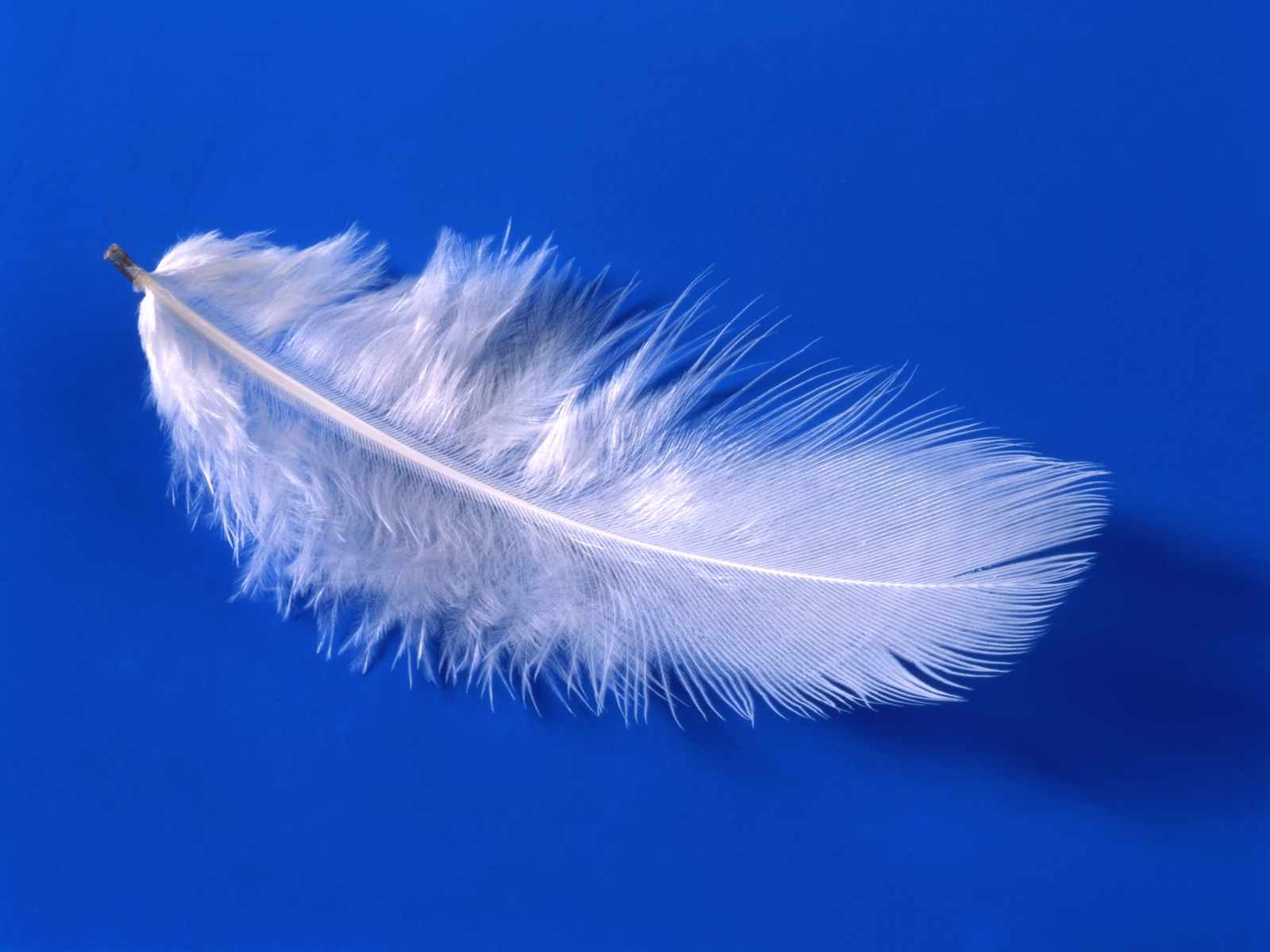 Feathers Desktop Wallpapers - Top Free Feathers Desktop Backgrounds ...