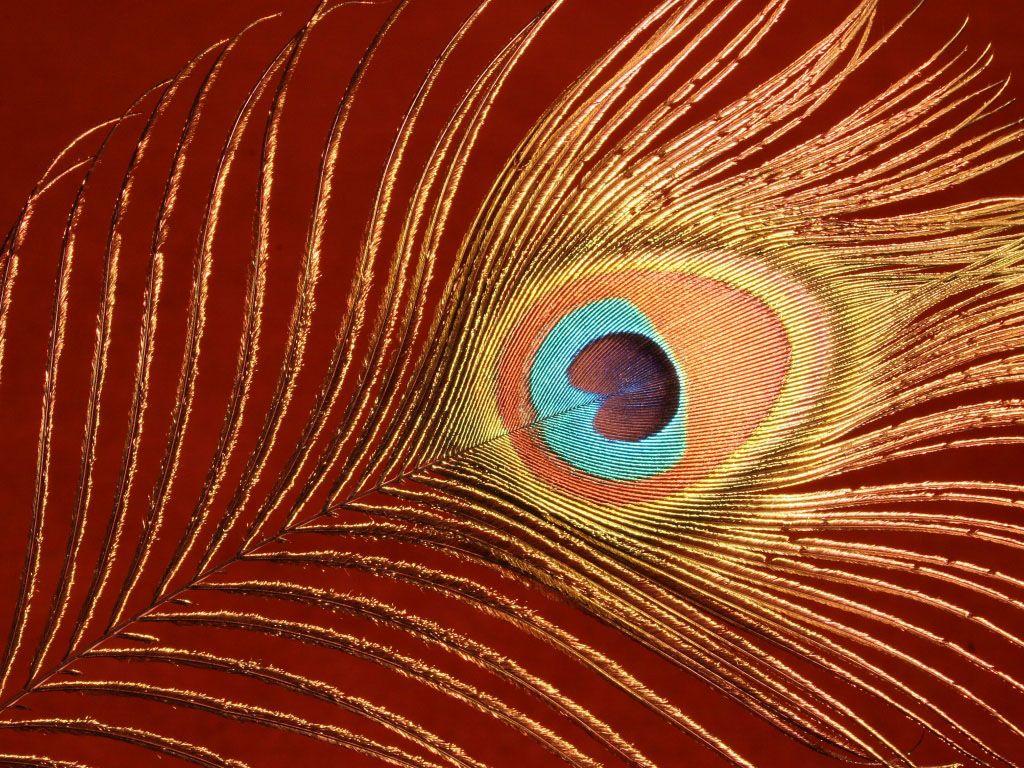 Feathers Desktop Wallpapers - Top Free Feathers Desktop Backgrounds ...