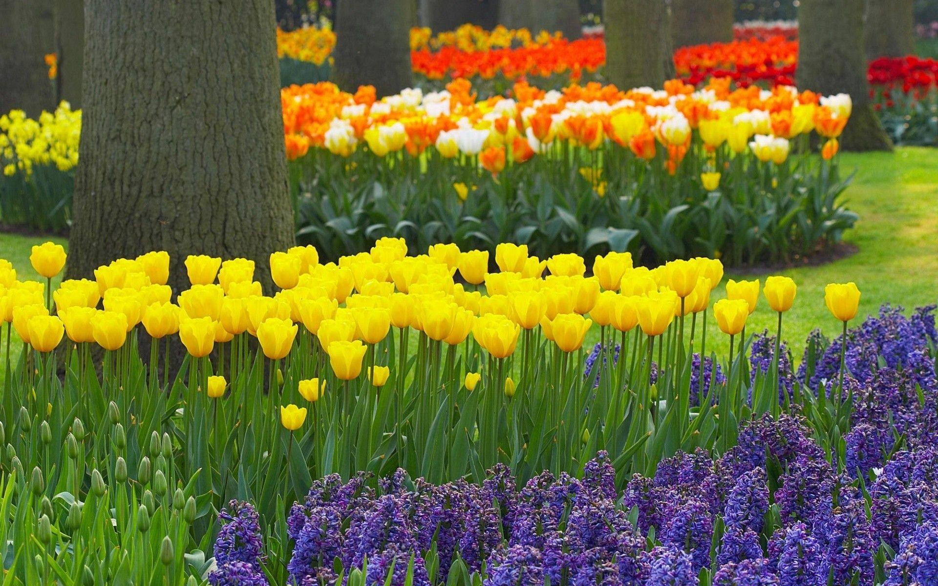 Spring Flower Garden Desktop Wallpapers - Top Free Spring Flower Garden ...