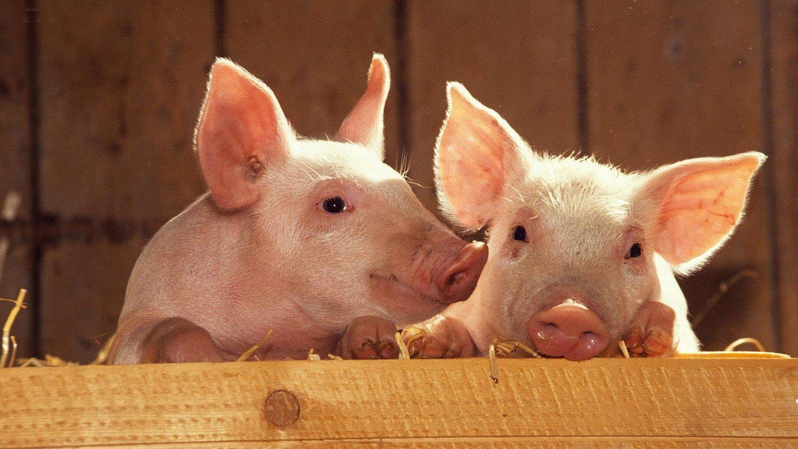 Kawaii Cute Pigs Wallpapers - Top Free Kawaii Cute Pigs Backgrounds ...