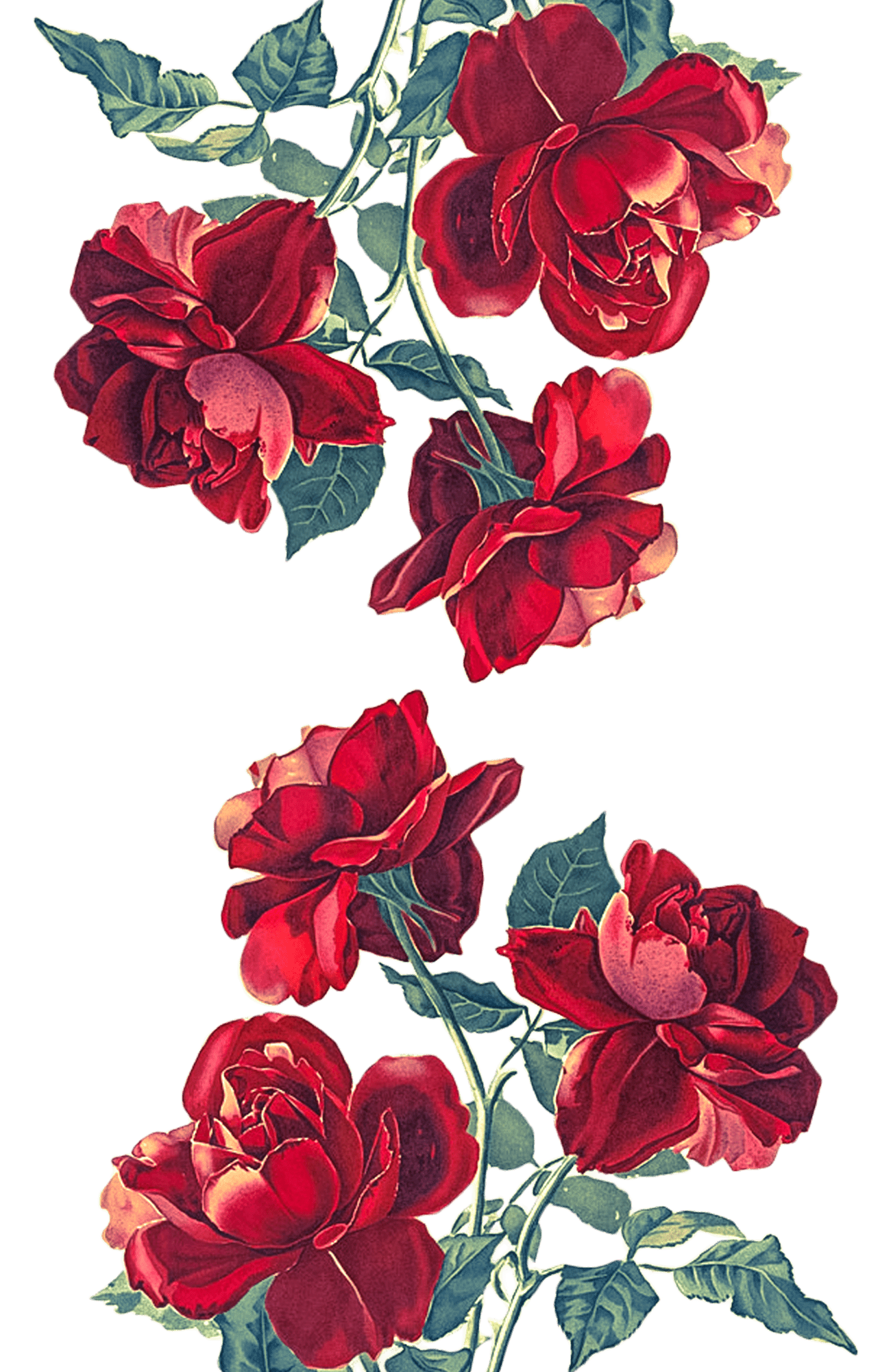 Red Roses Art Wallpapers - Top Free Red Roses Art Backgrounds ...
