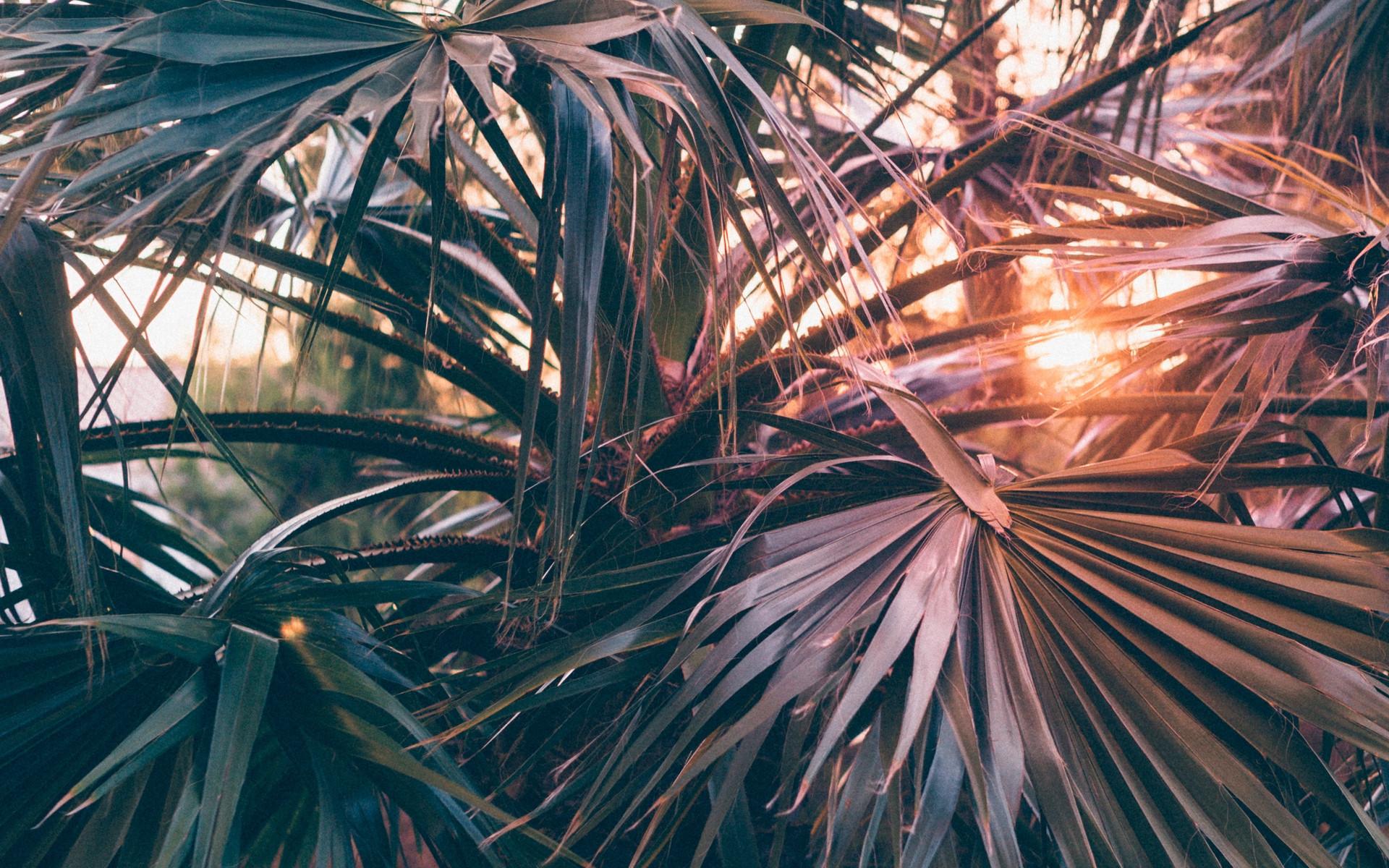 Palm HD Wallpapers - Top Free Palm HD Backgrounds - WallpaperAccess