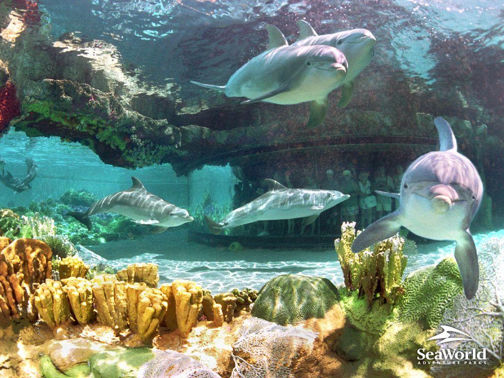 Sea World Wallpapers - Top Free Sea World Backgrounds - WallpaperAccess