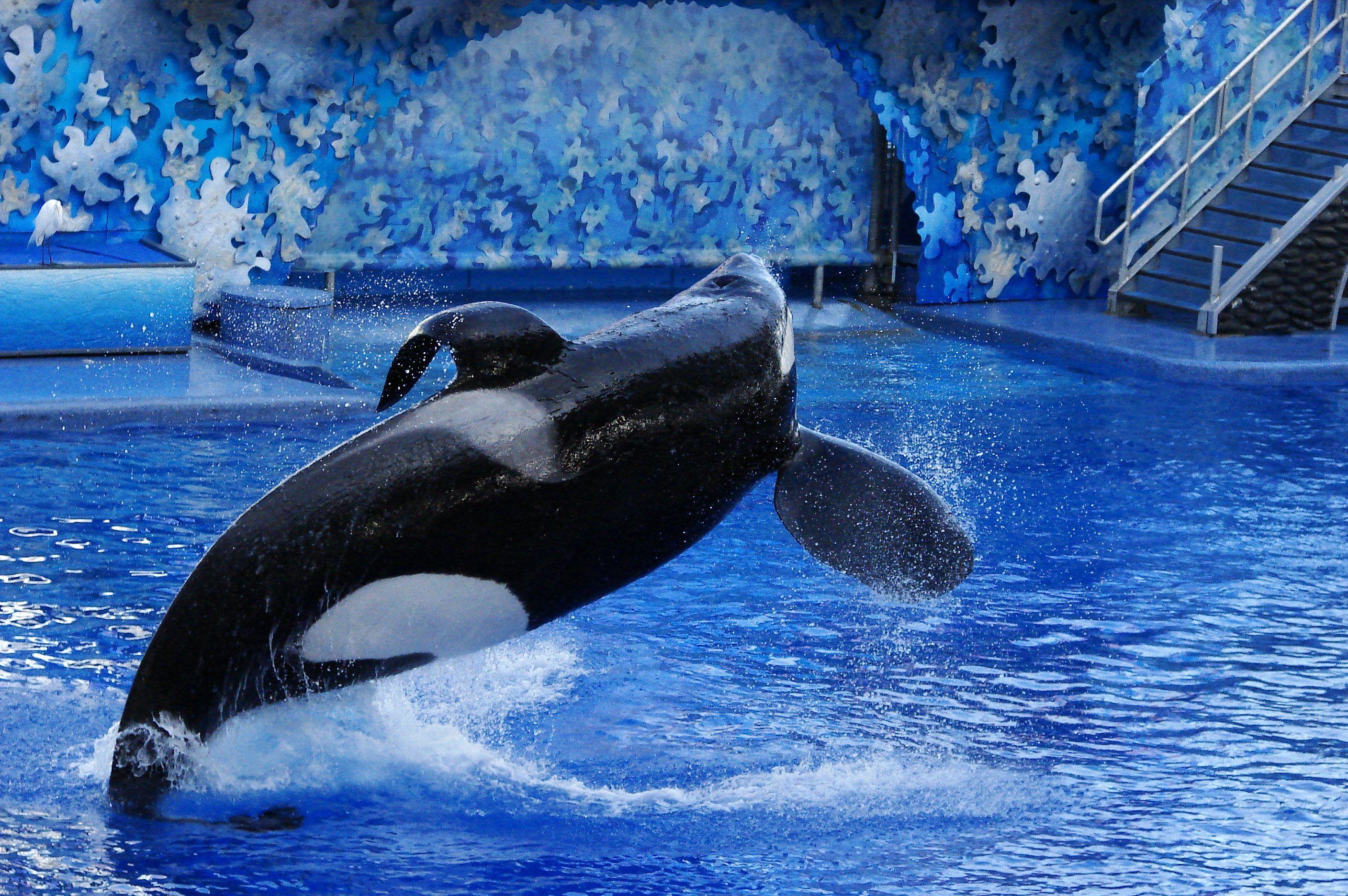 Sea World Wallpapers - Top Free Sea World Backgrounds - WallpaperAccess