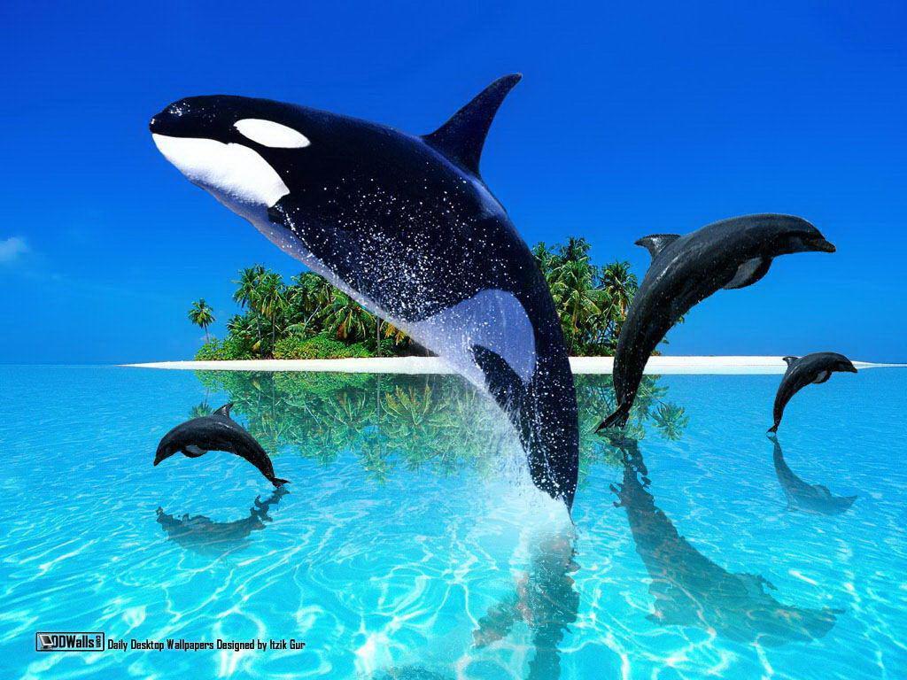 Sea World Wallpapers - Top Free Sea World Backgrounds - WallpaperAccess