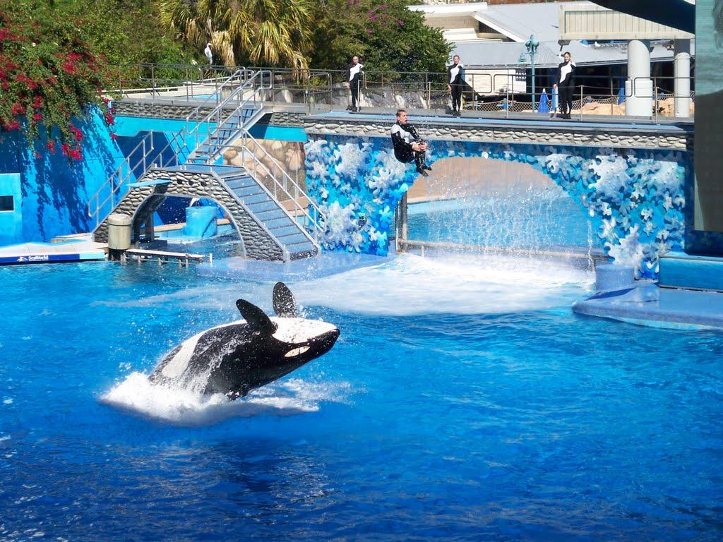 Sea World Wallpapers - Top Free Sea World Backgrounds - WallpaperAccess