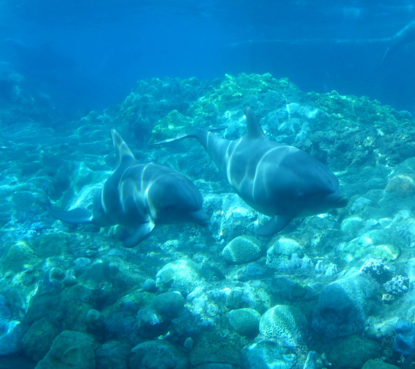 Sea World Wallpapers - Top Free Sea World Backgrounds - WallpaperAccess