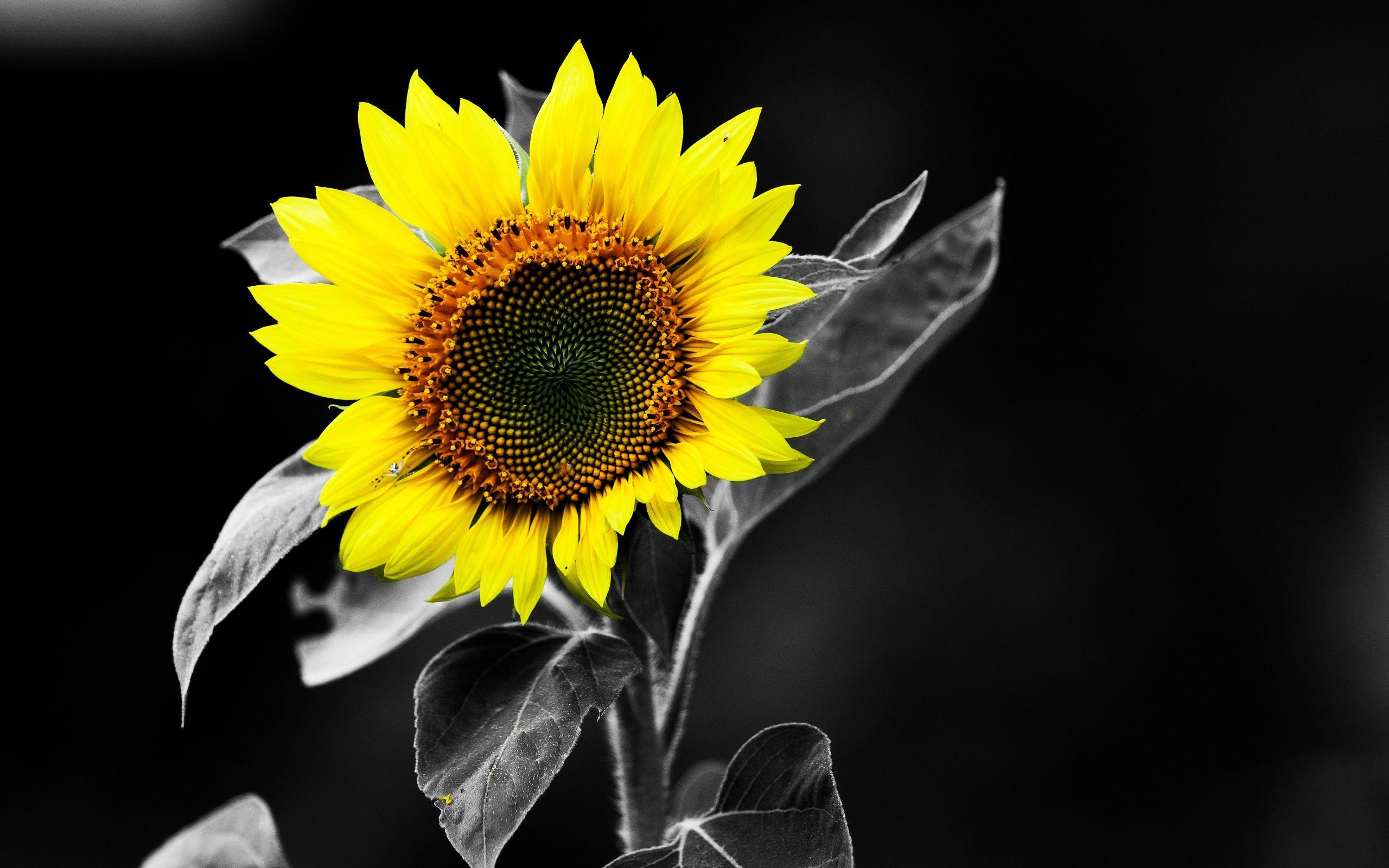 Dark Sunflower Wallpapers - Top Free Dark Sunflower Backgrounds ...