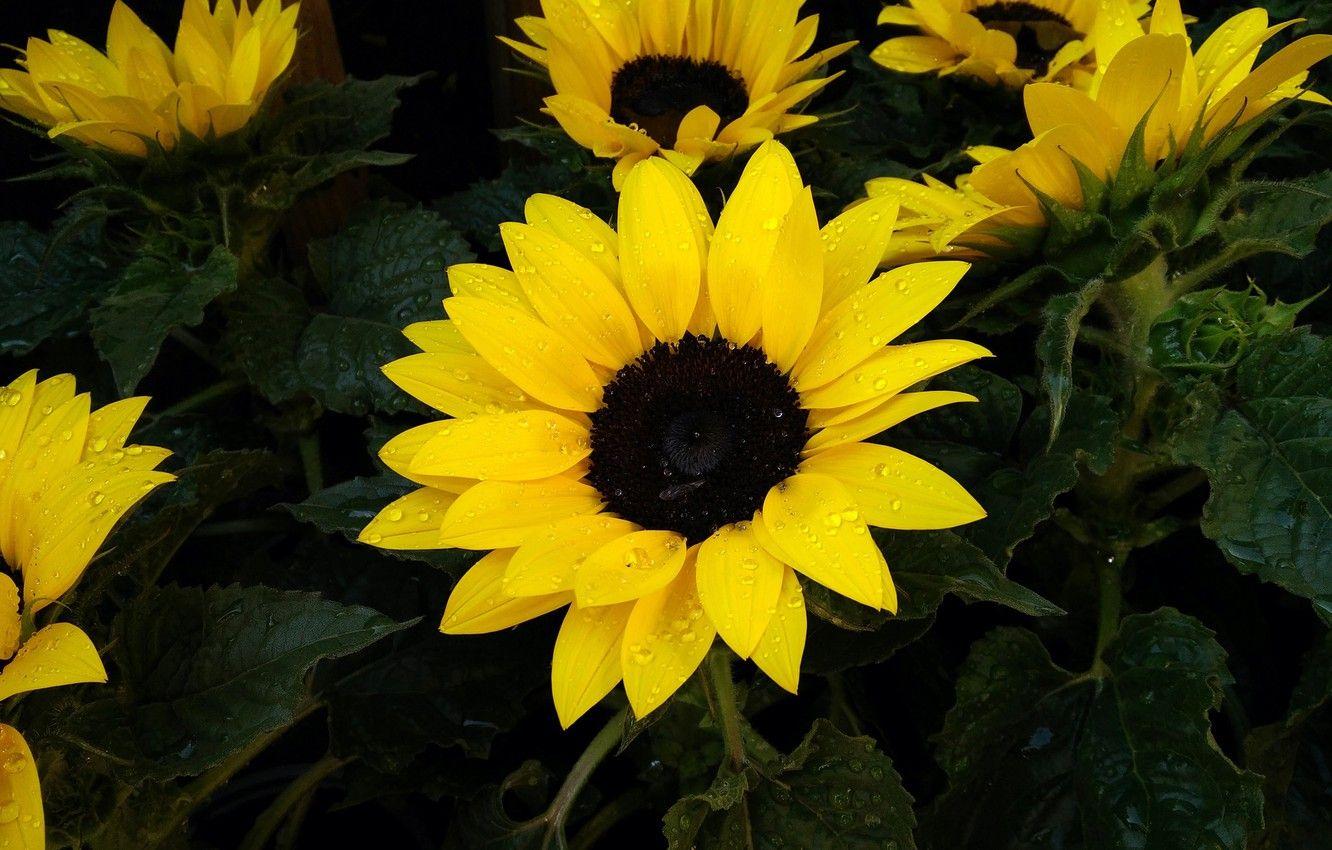 Dark Sunflower Wallpapers - Top Free Dark Sunflower Backgrounds ...