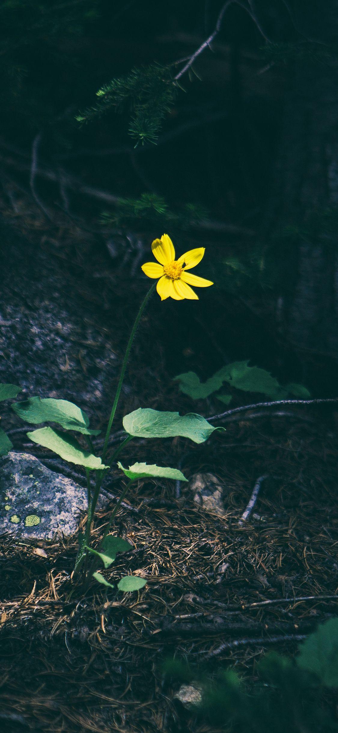 Dark Sunflower Wallpapers - Top Free Dark Sunflower Backgrounds ...