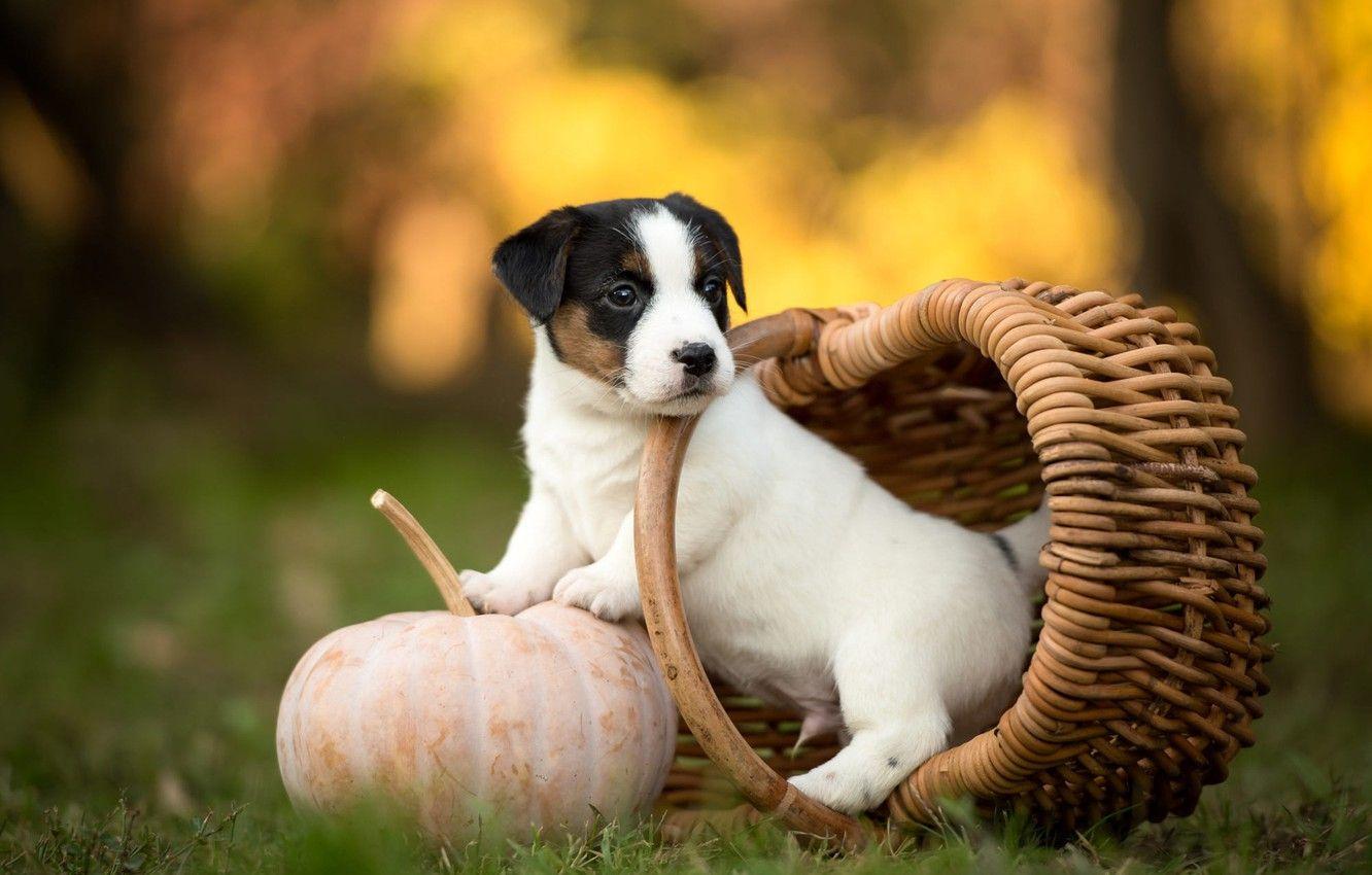 Cute Baby Puppy Wallpapers - Top Free Cute Baby Puppy Backgrounds ...