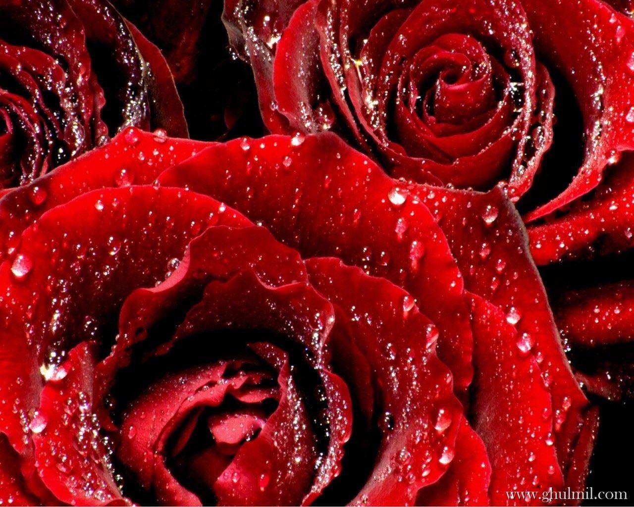 Beautiful Rose Wallpapers - Top Free Beautiful Rose Backgrounds ...