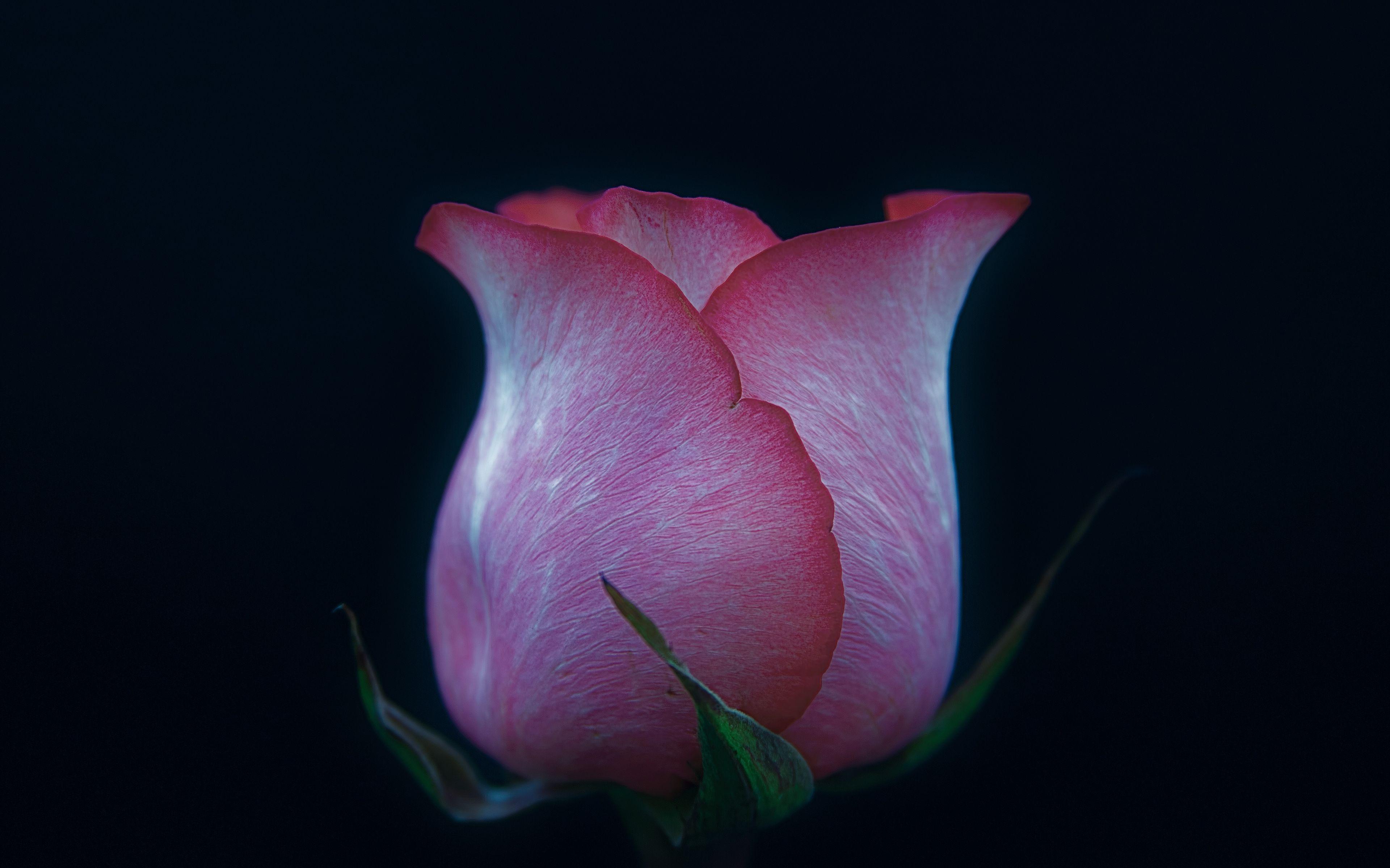 Burning Rose Wallpapers - Top Free Burning Rose Backgrounds ...