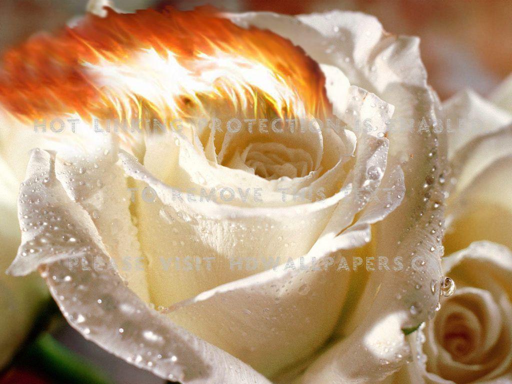 Burning Rose Wallpapers - Top Free Burning Rose Backgrounds ...
