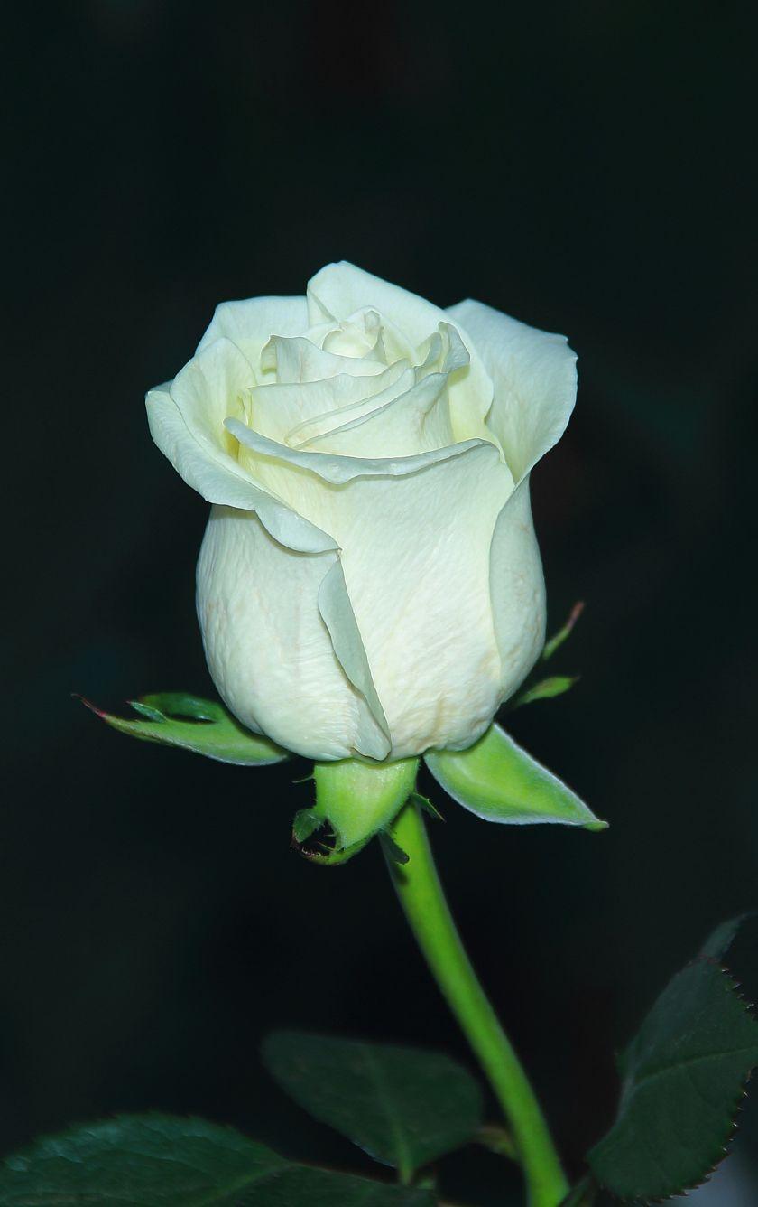 Burning Rose Wallpapers - Top Free Burning Rose Backgrounds ...