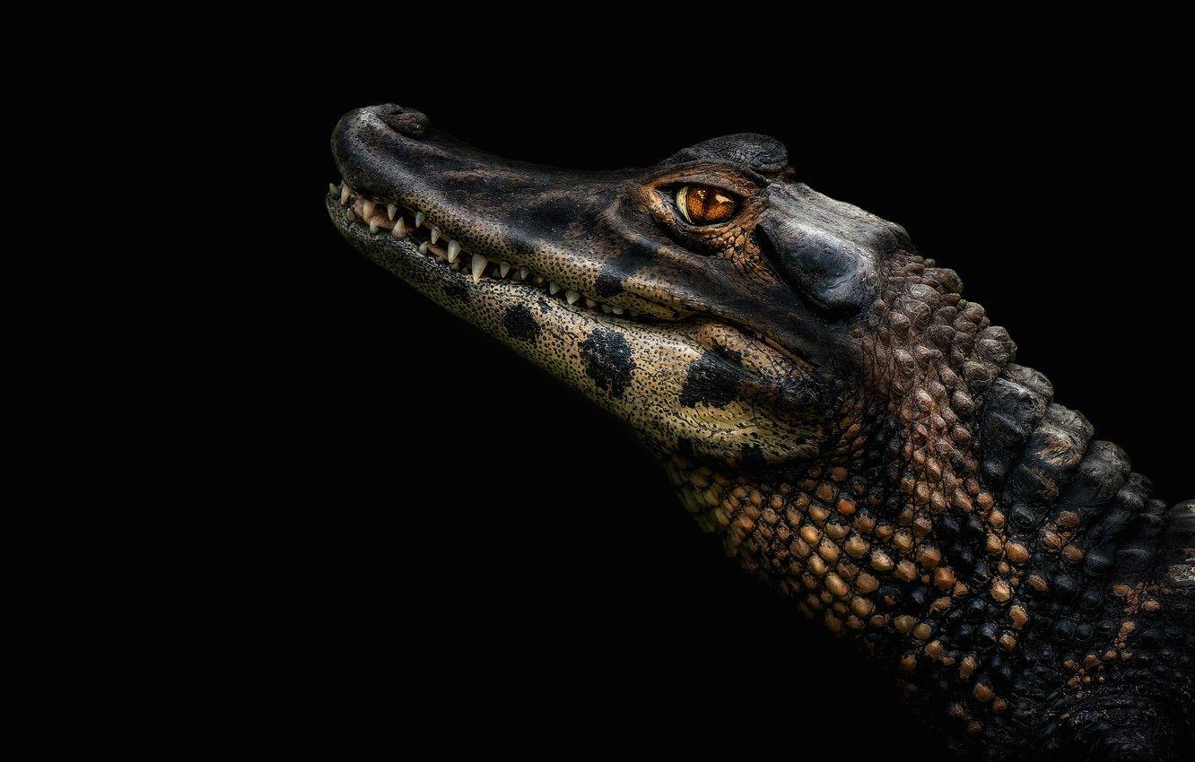Black Alligator Wallpapers - Top Free Black Alligator Backgrounds ...