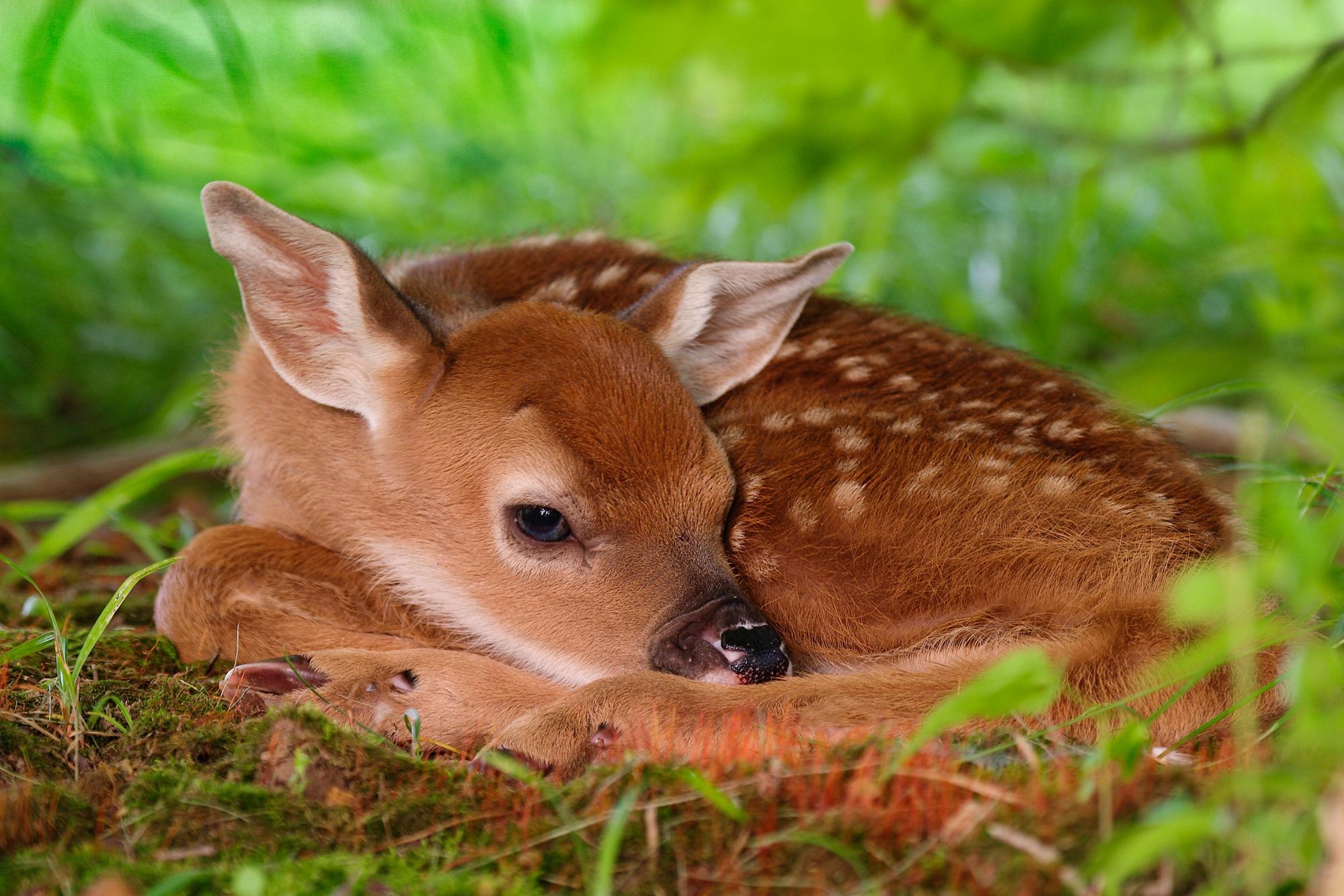 Baby Deer Wallpapers - Top Free Baby Deer Backgrounds - WallpaperAccess