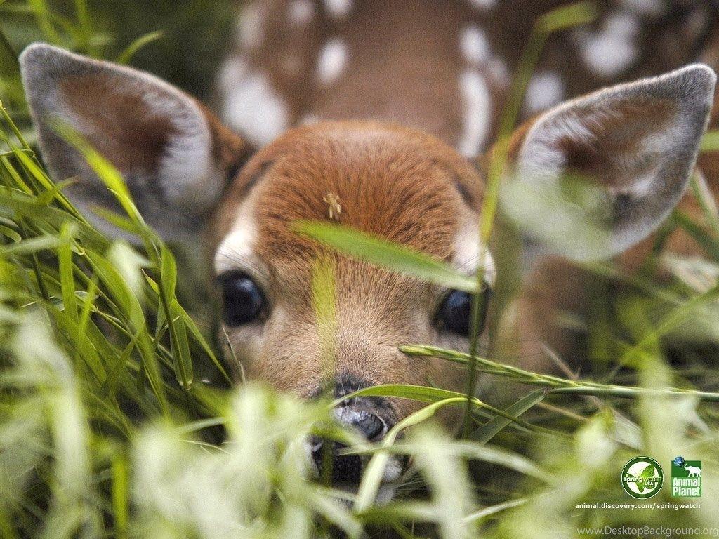Baby Deer Wallpapers - Top Free Baby Deer Backgrounds - WallpaperAccess