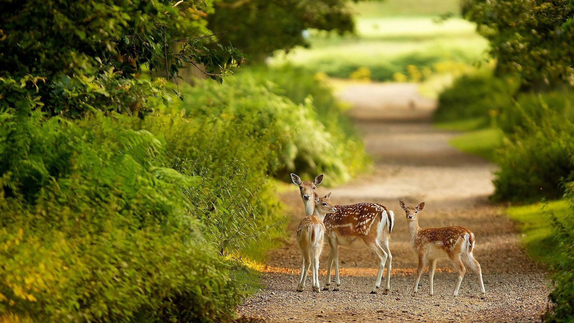 Baby Deer Wallpapers - Top Free Baby Deer Backgrounds - WallpaperAccess