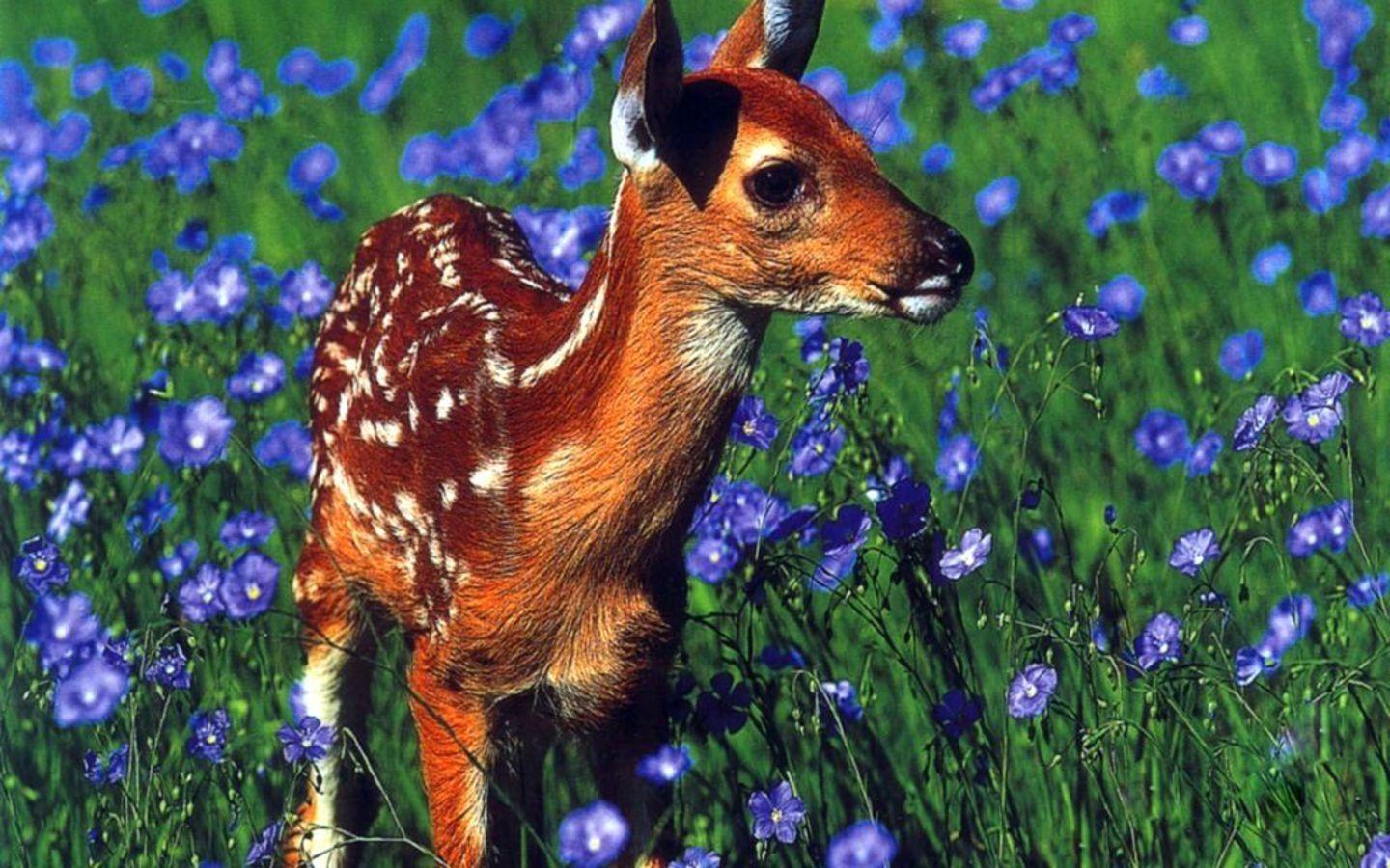 Fawn Wallpapers - Top Free Fawn Backgrounds - WallpaperAccess