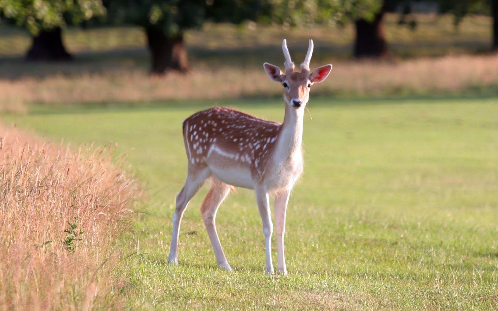 Baby Deer Wallpapers - Top Free Baby Deer Backgrounds - WallpaperAccess