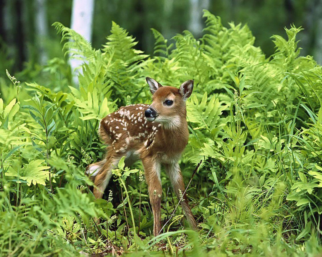 Baby Deer Wallpapers - Top Free Baby Deer Backgrounds - WallpaperAccess
