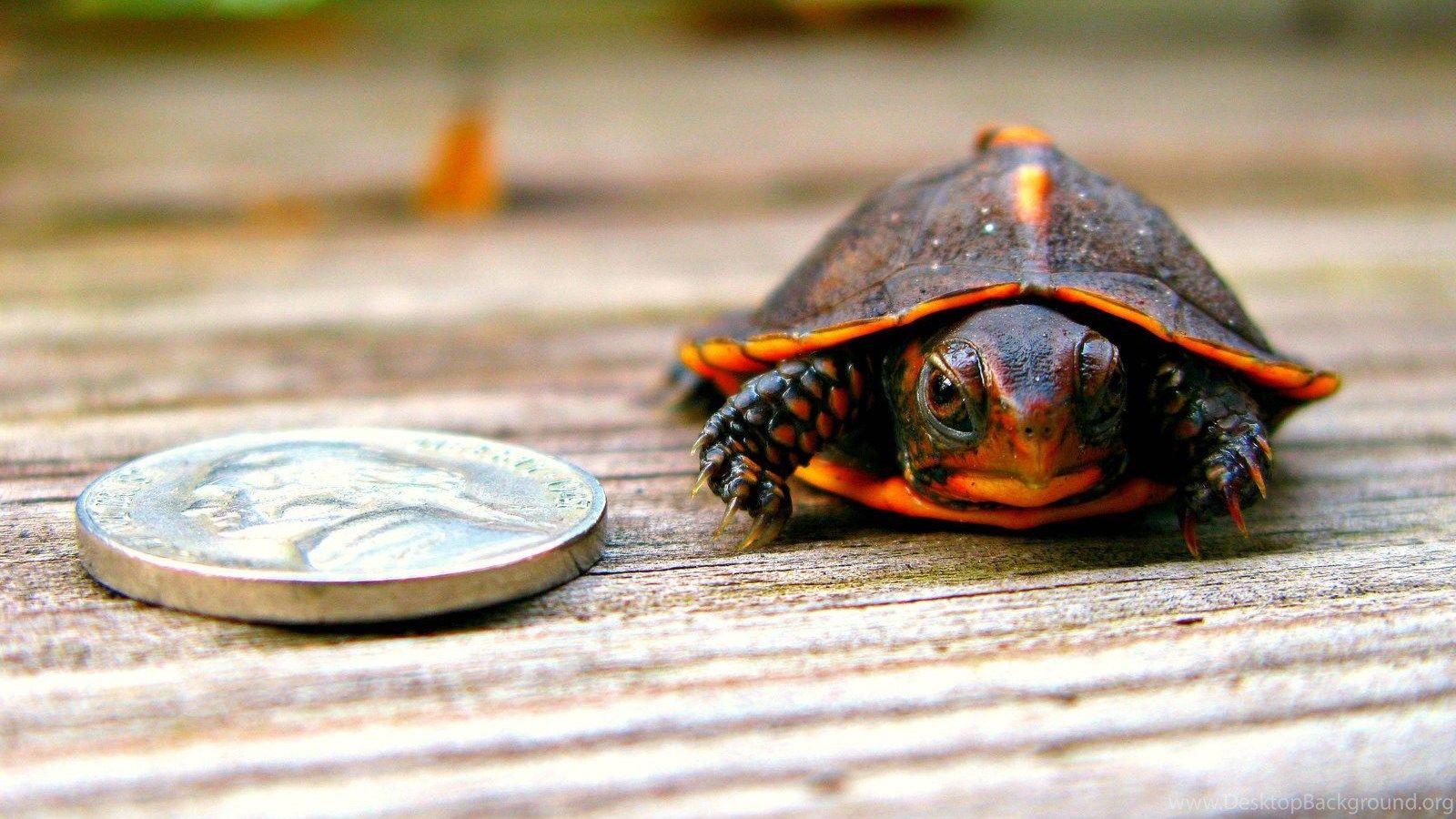 Cute Baby Turtle Wallpapers - Top Free Cute Baby Turtle Backgrounds ...