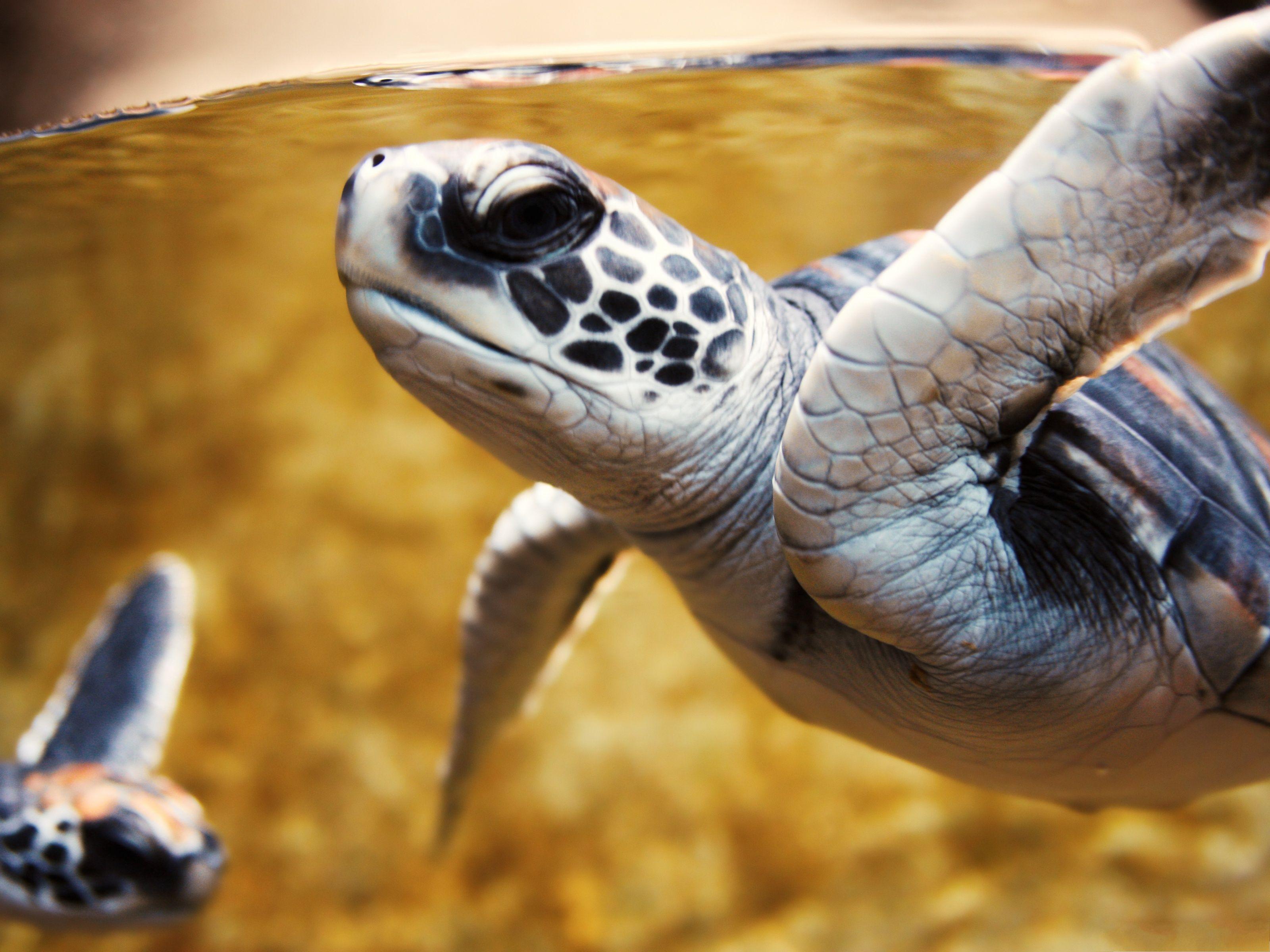Cute Baby Turtle Wallpapers - Top Free Cute Baby Turtle Backgrounds ...
