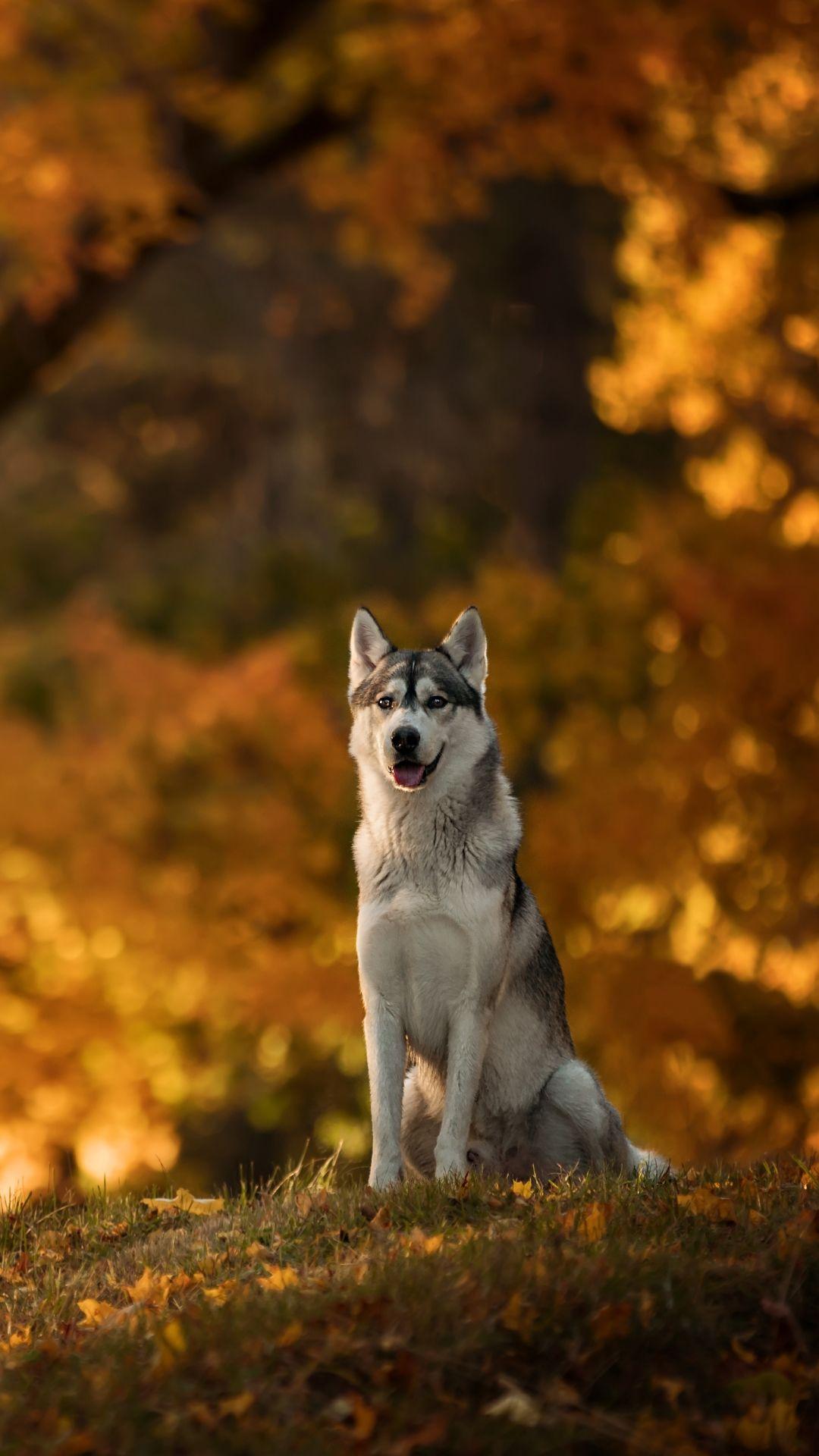 Husky Phone Wallpapers - Top Free Husky Phone Backgrounds - WallpaperAccess