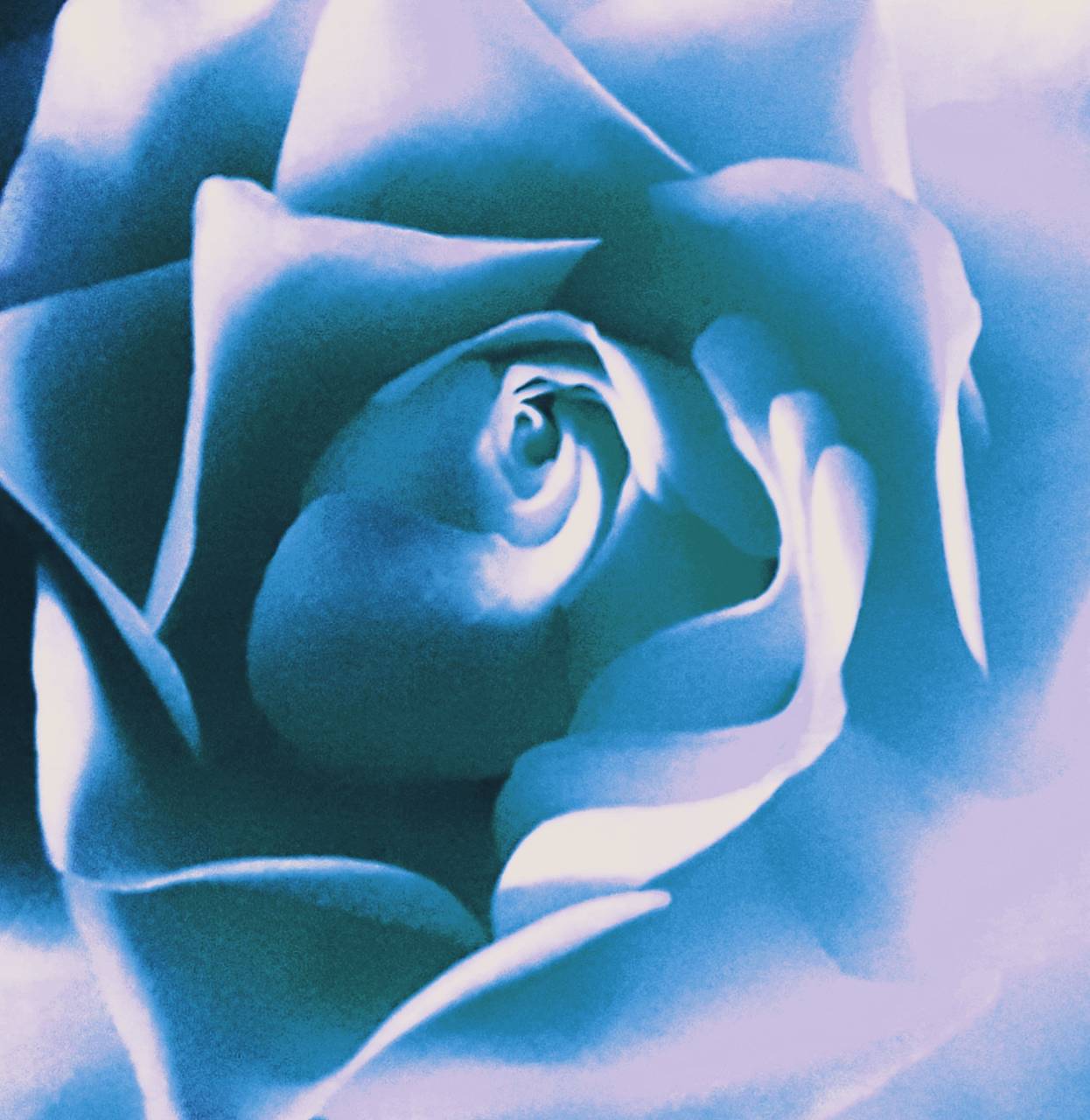 Blue Rose Aesthetic Wallpapers - Top Free Blue Rose Aesthetic ...