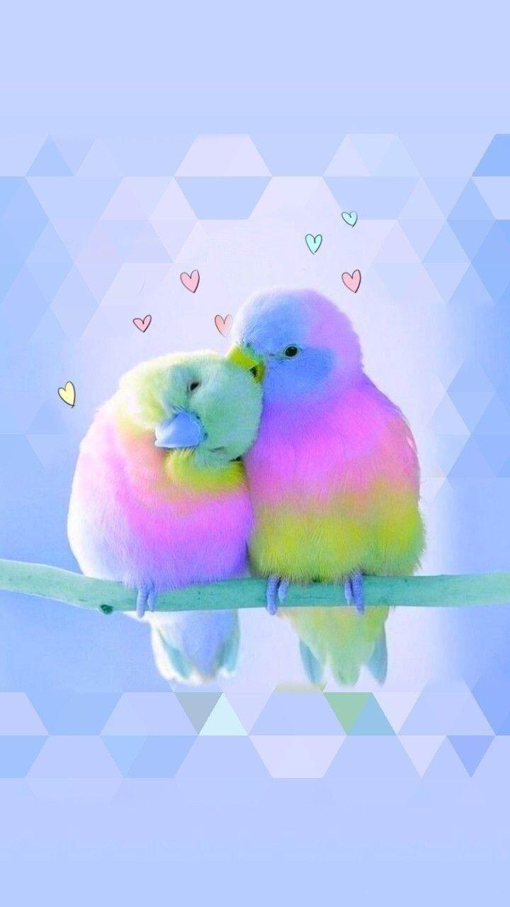 Cute Bird Art Wallpapers - Top Free Cute Bird Art Backgrounds ...