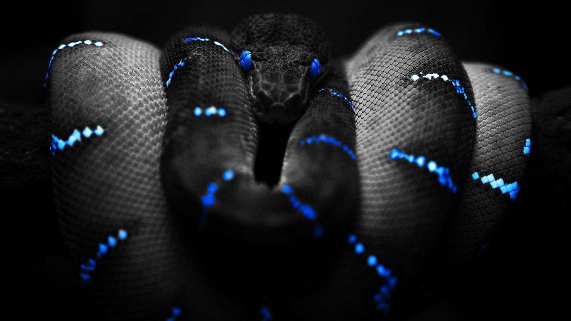 Scary Snake Wallpapers - Top Free Scary Snake Backgrounds - WallpaperAccess