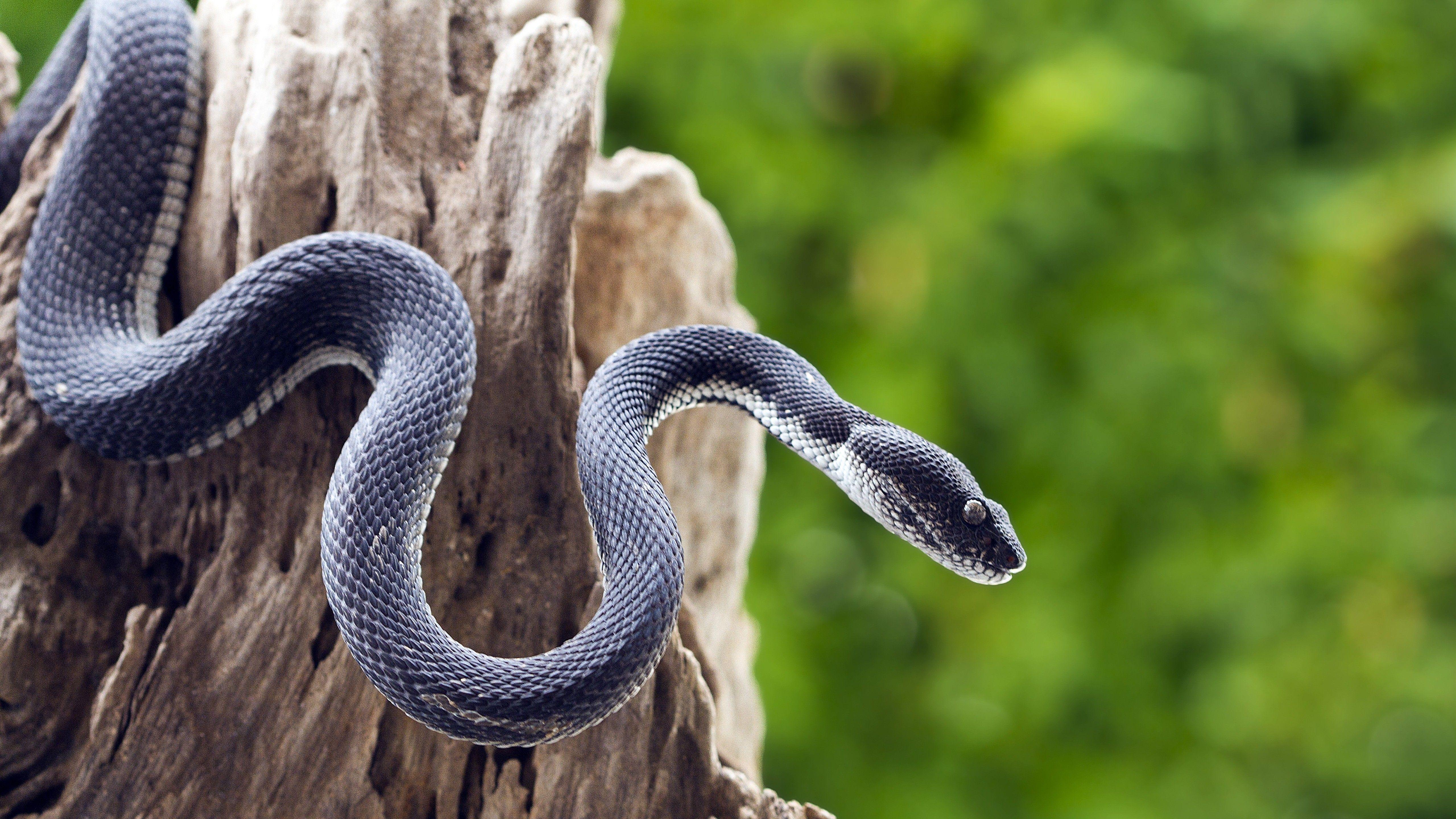 Scary Snake Wallpapers - Top Free Scary Snake Backgrounds - WallpaperAccess