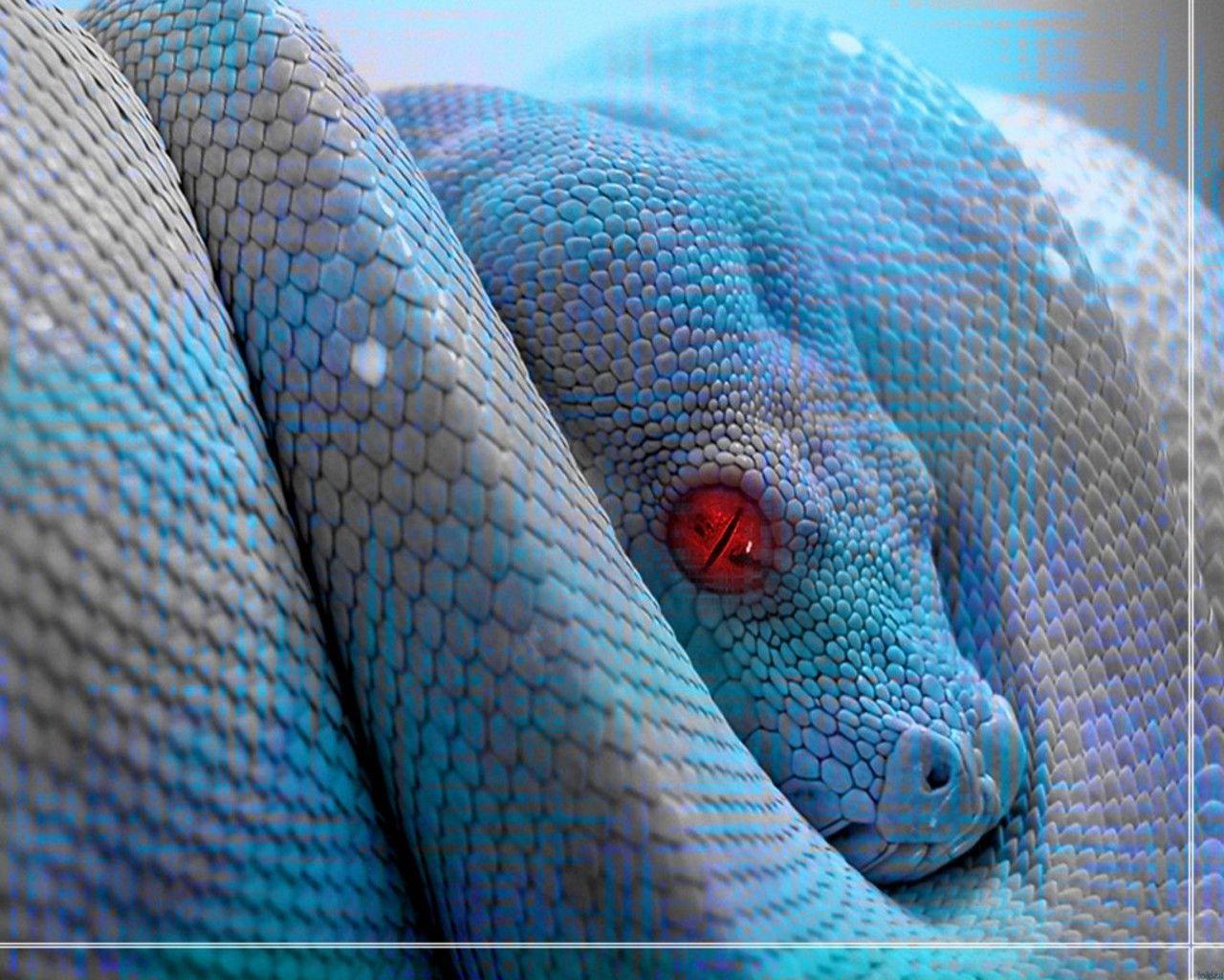 Scary Snake Wallpapers - Top Free Scary Snake Backgrounds - WallpaperAccess