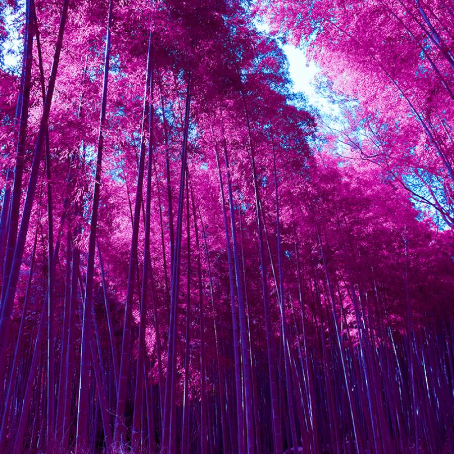 Magenta Wallpapers - Top Free Magenta Backgrounds - WallpaperAccess