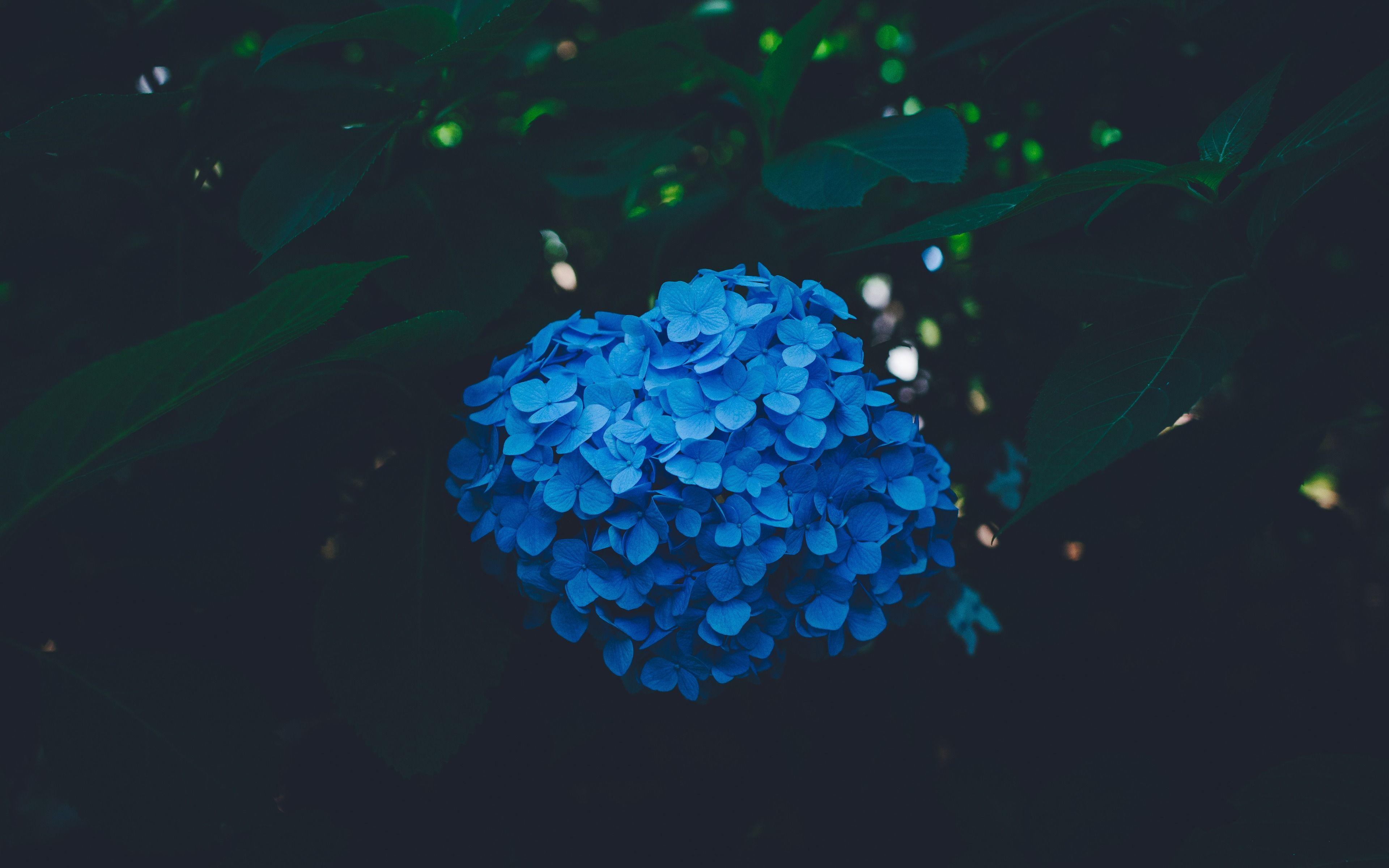 Blue Hydrangea Wallpapers - Top Free Blue Hydrangea Backgrounds ...