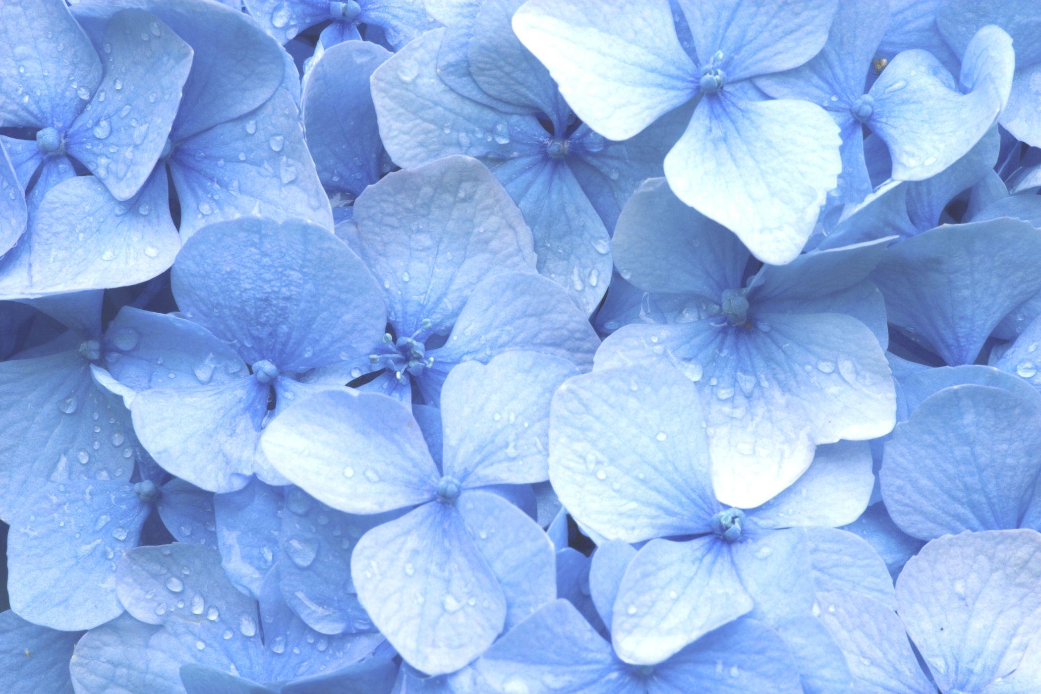 Blue Hydrangea Wallpapers - Top Free Blue Hydrangea Backgrounds ...