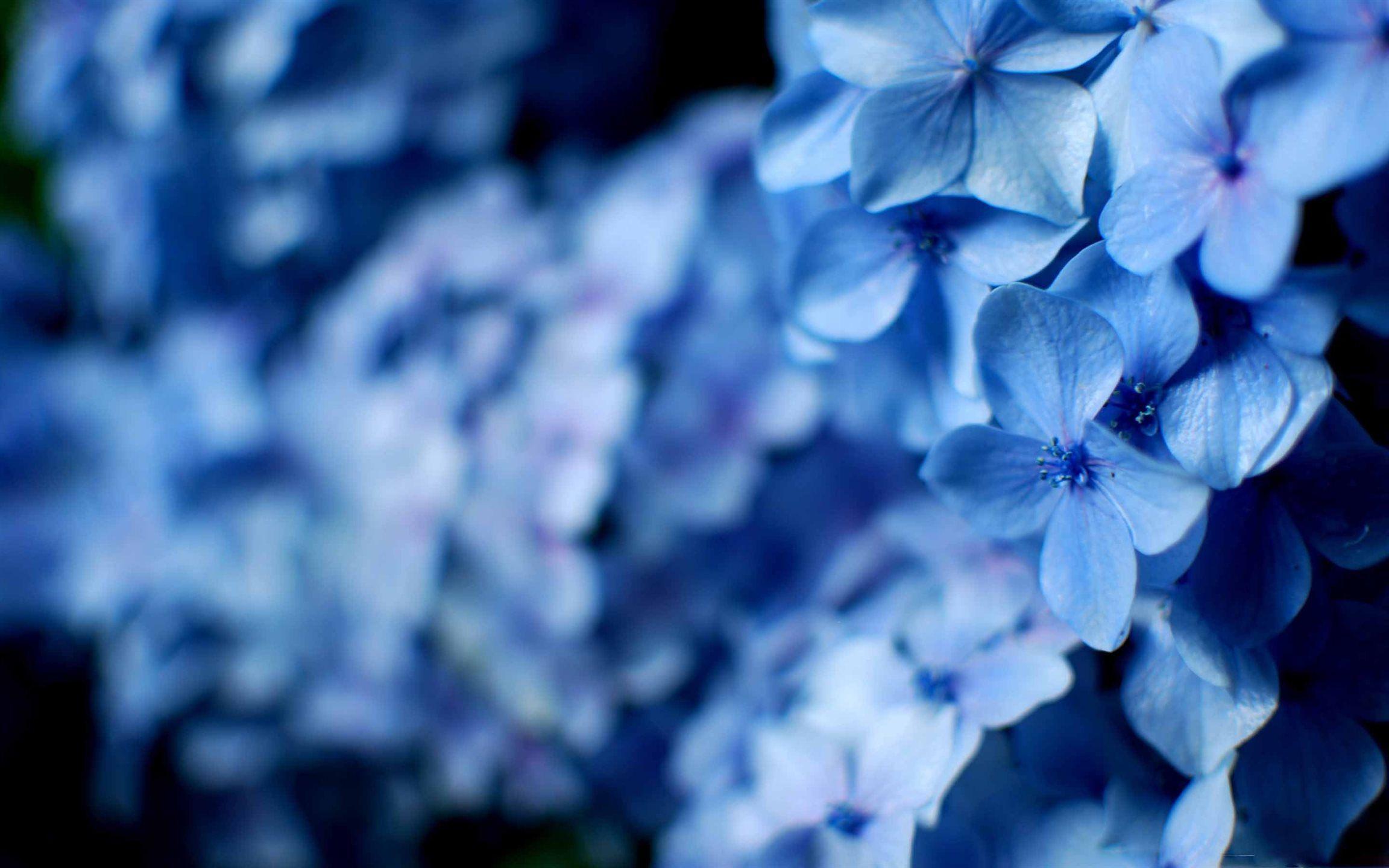 Blue Hydrangea Wallpapers - Top Free Blue Hydrangea Backgrounds ...