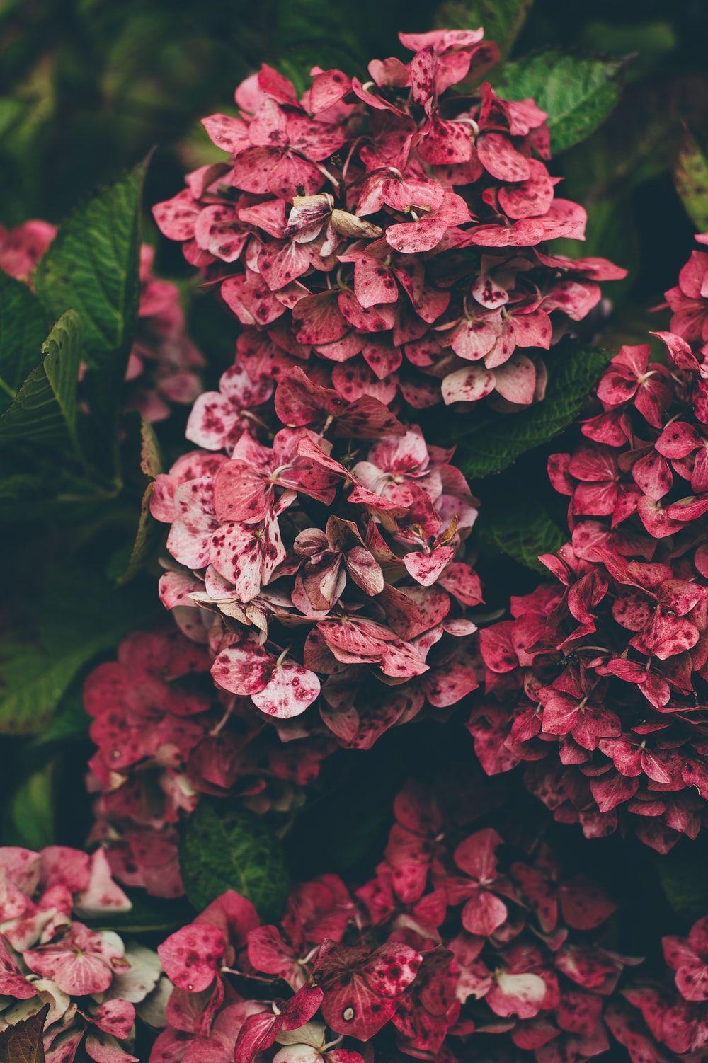 Hydrangea Flower Wallpapers - Top Free Hydrangea Flower Backgrounds ...