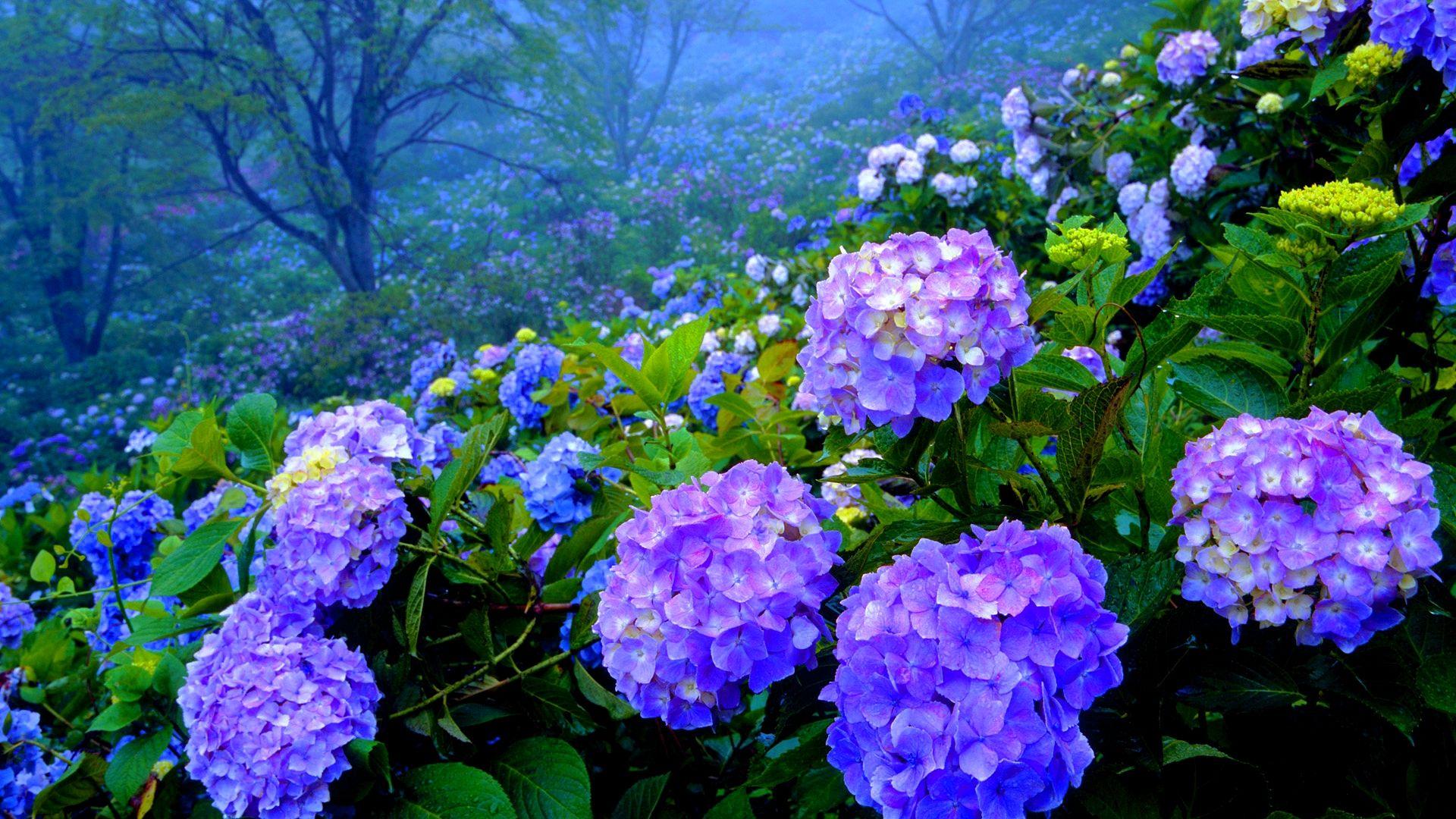 Hydrangea Flower Wallpapers - Top Free Hydrangea Flower Backgrounds ...