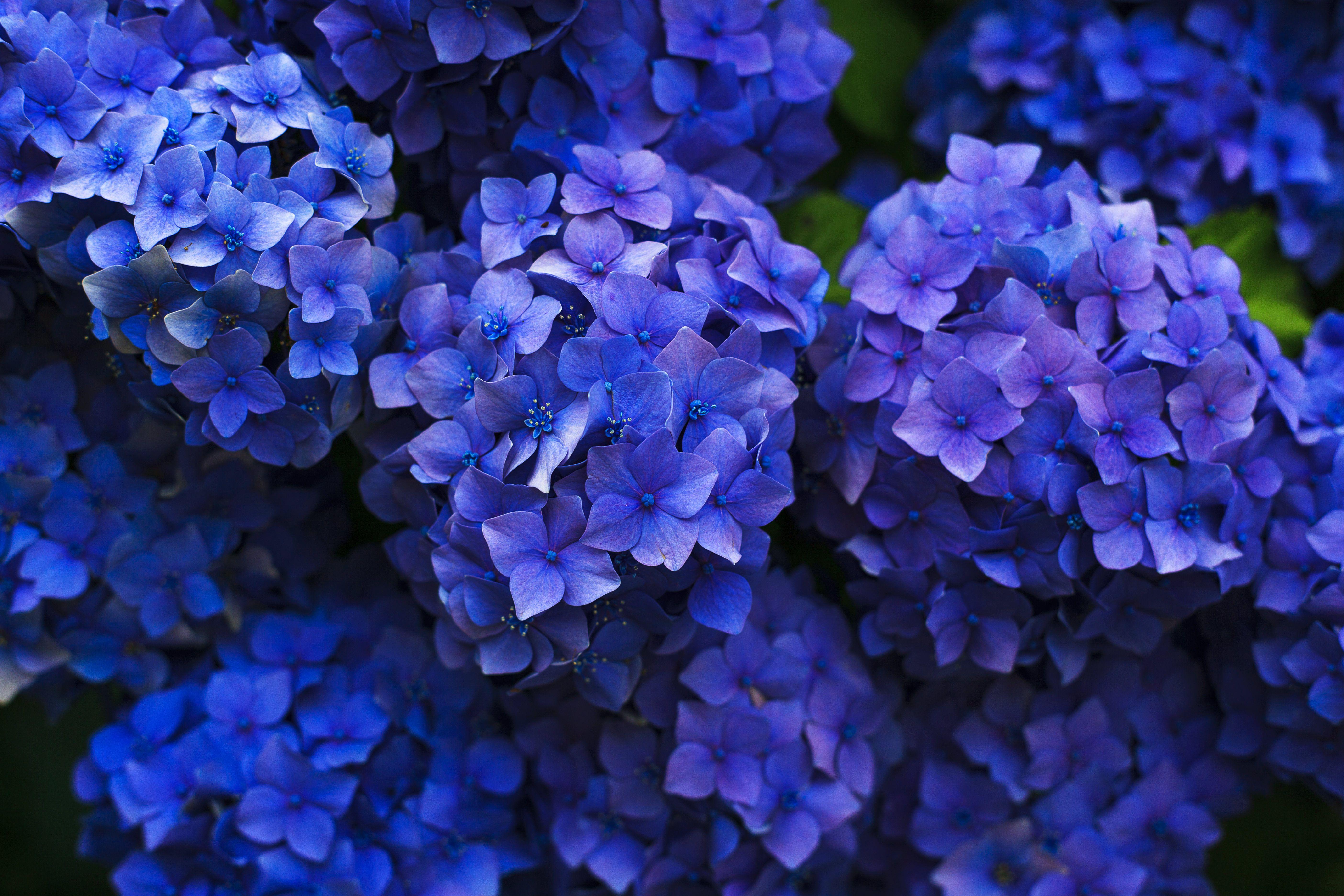 Blue Hydrangea Wallpapers - Top Free Blue Hydrangea Backgrounds ...