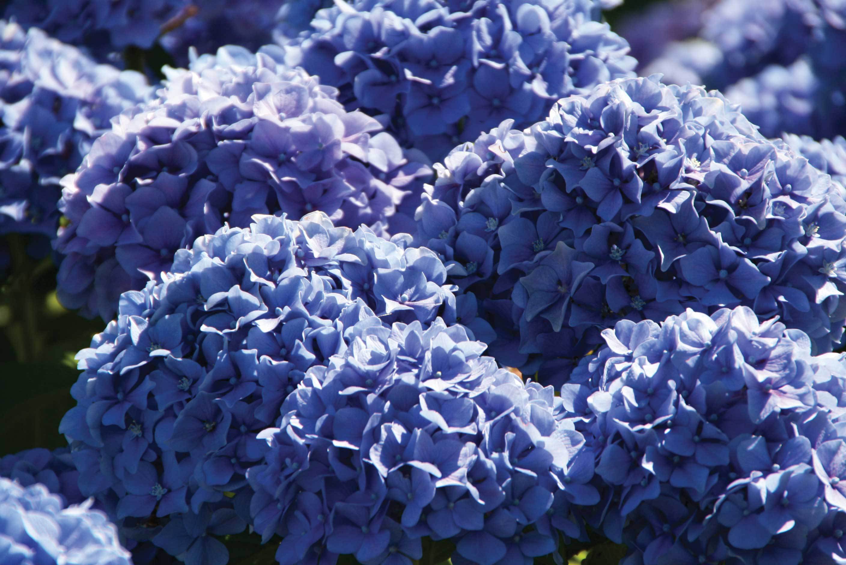 Hydrangea Flower Wallpapers - Top Free Hydrangea Flower Backgrounds ...