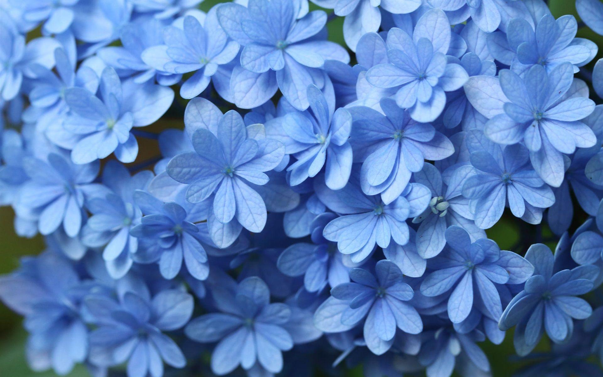Blue Hydrangea Wallpapers - Top Free Blue Hydrangea Backgrounds ...