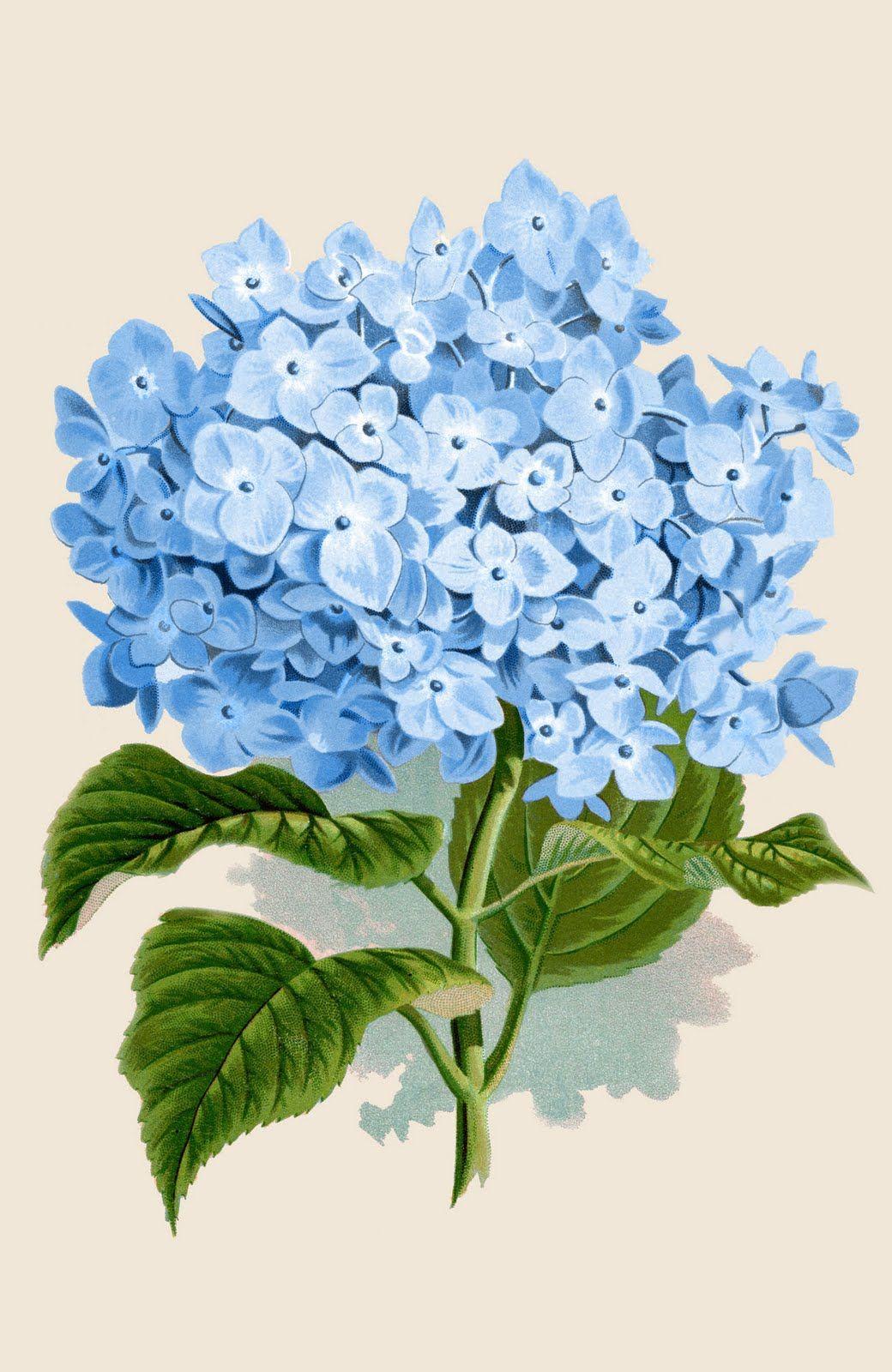 Blue Hydrangea Wallpapers - Top Free Blue Hydrangea Backgrounds ...