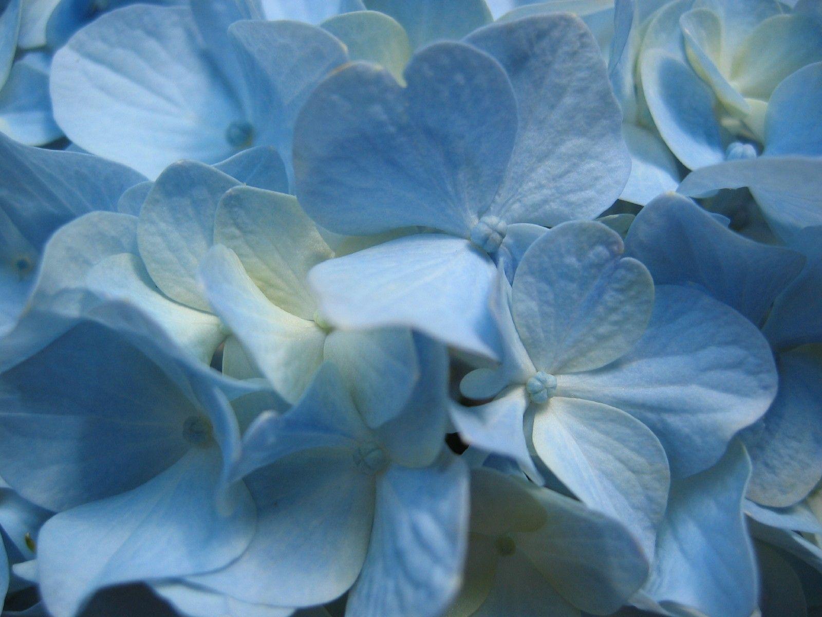 Blue Hydrangea Wallpapers - Top Free Blue Hydrangea Backgrounds ...