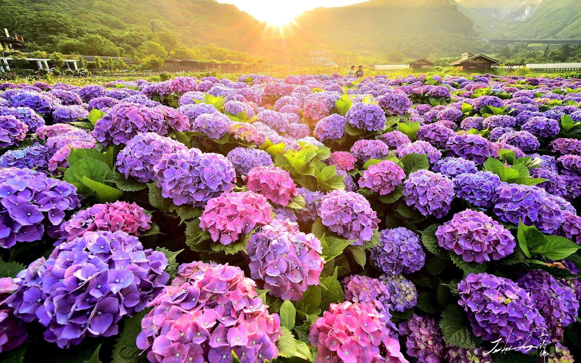 Hydrangea Flower Wallpapers - Top Free Hydrangea Flower Backgrounds ...