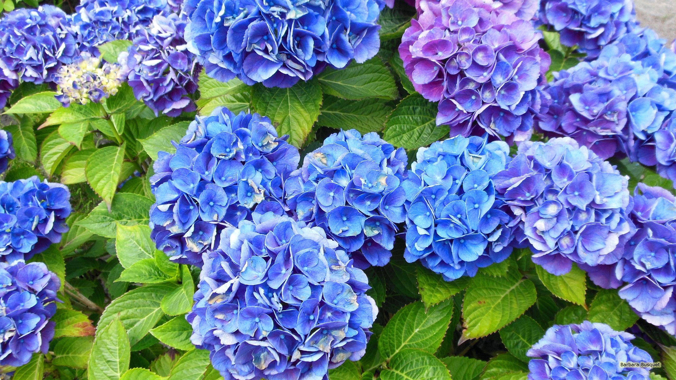 Blue Hydrangea Wallpapers - Top Free Blue Hydrangea Backgrounds ...